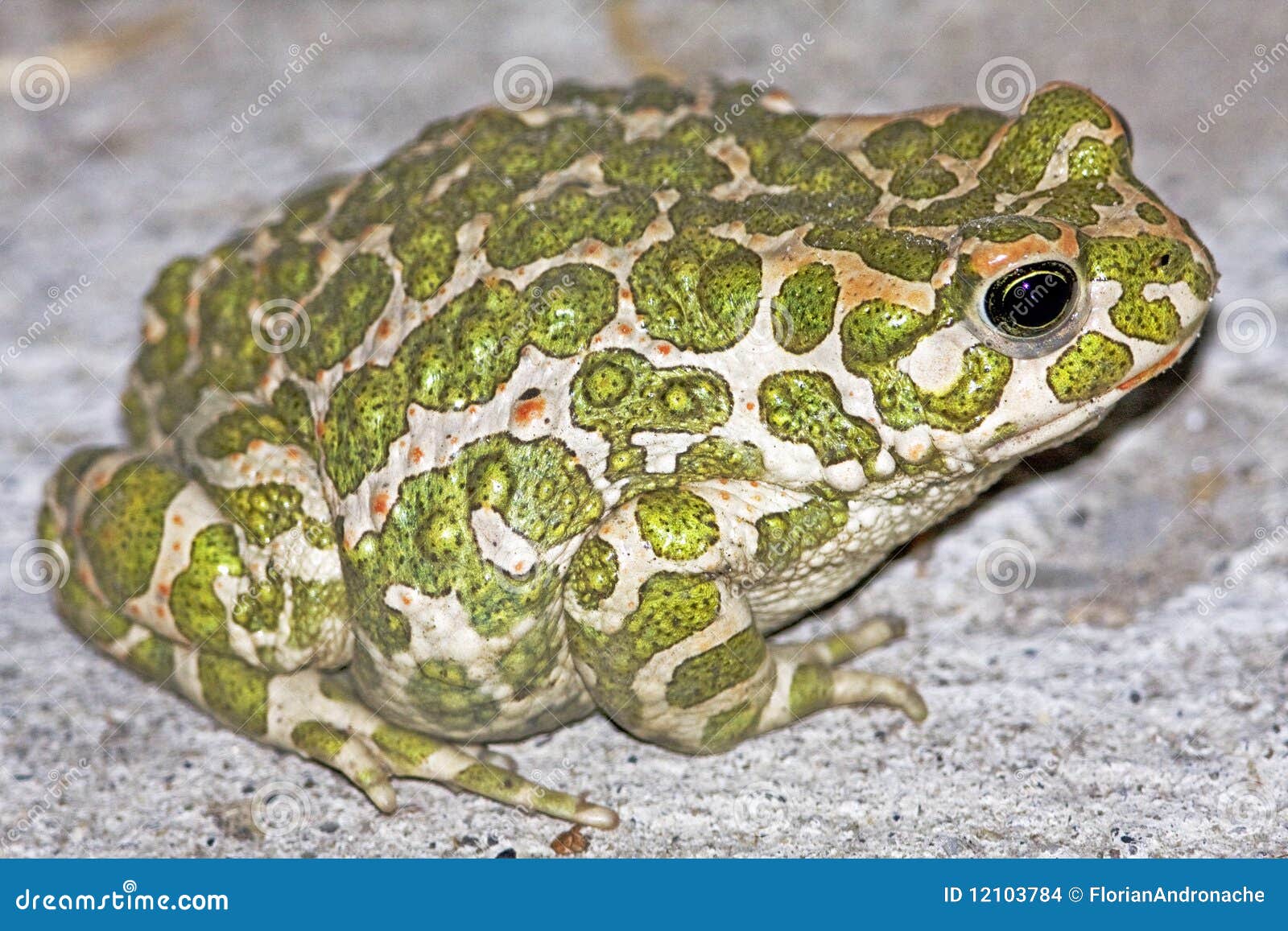 Viridis De Bufo/crapaud Vert Photo stock - Image du saut, durée: 12103784