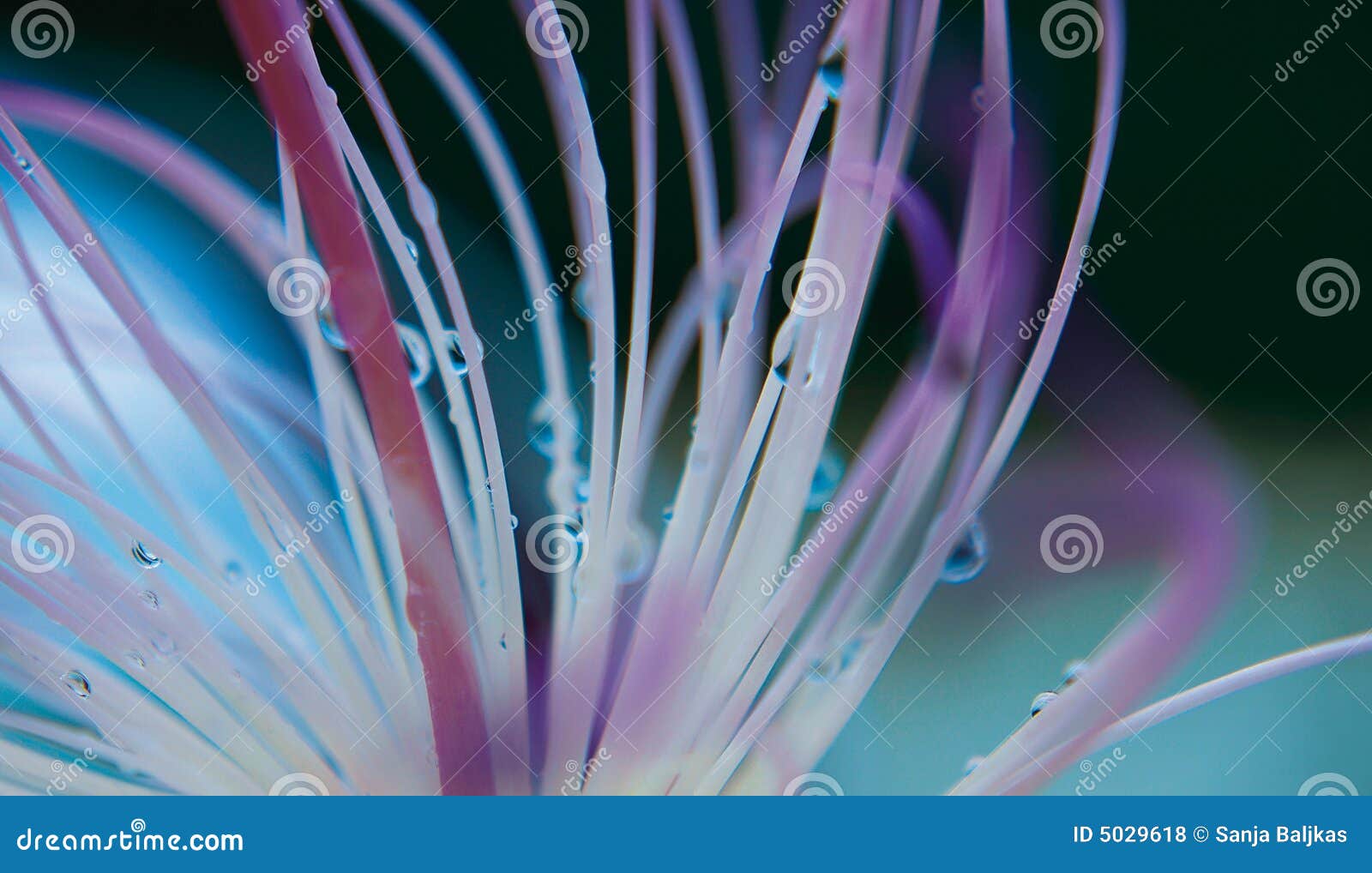 Viridity photo stock. Image du couleurs, vivacité, fleurs - 5029618