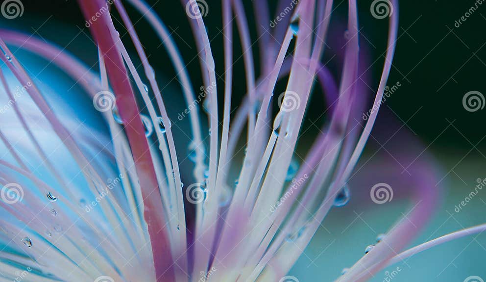 Viridity stock photo. Image of closeup, ecology, blossom - 5029618