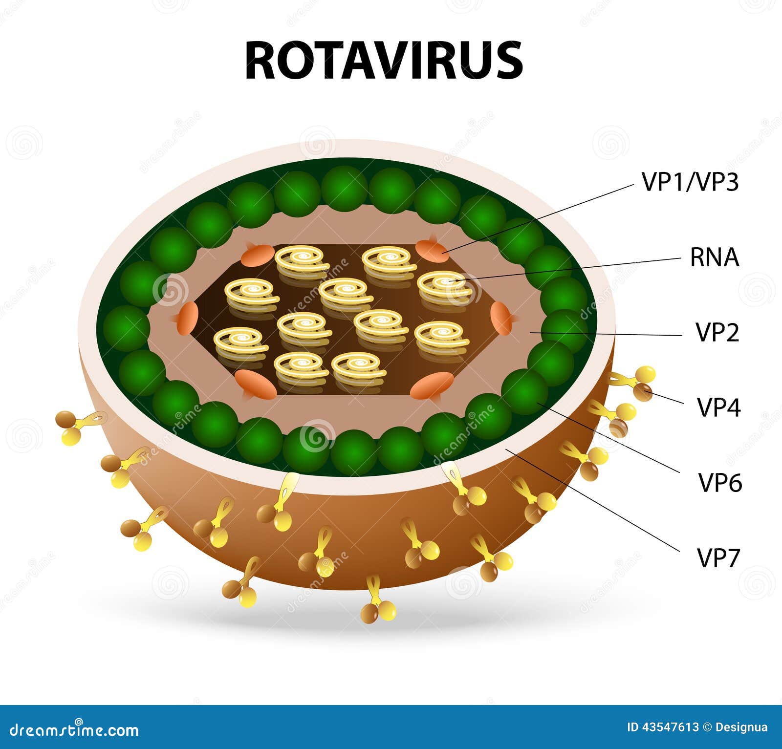 Virion del Rotavirus ilustración del vector. Ilustración de médico ...