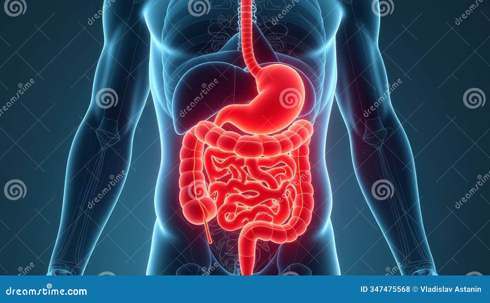 Virtual Human Digestive System Inside a Human. Stock Photo - Image of ...
