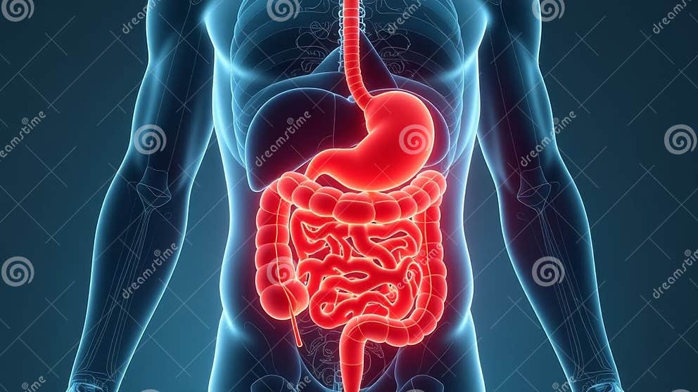 Virtual Human Digestive System Inside a Human. Stock Photo - Image of ...