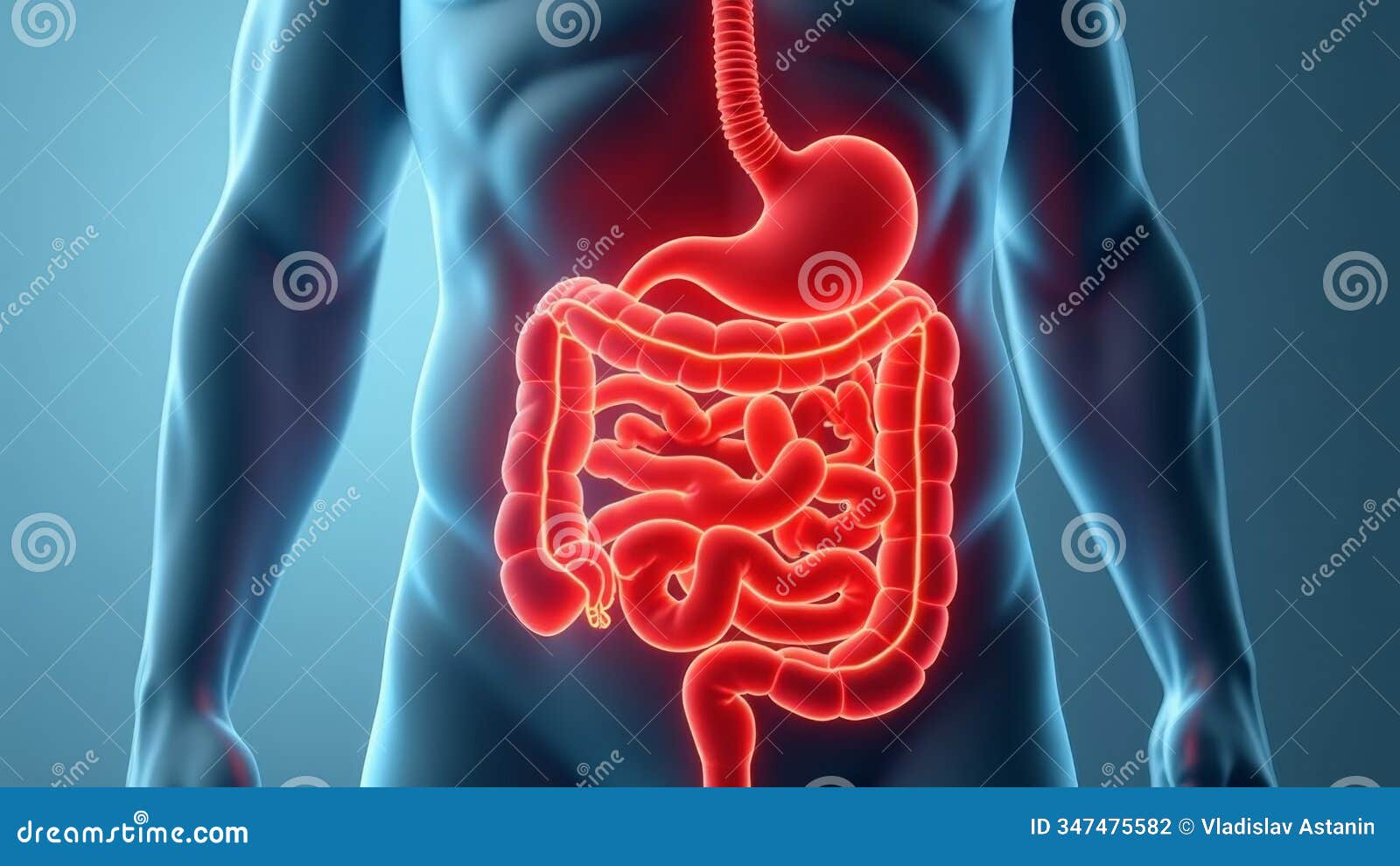 Virtual Human Digestive System Inside a Human. Stock Photo - Image of ...