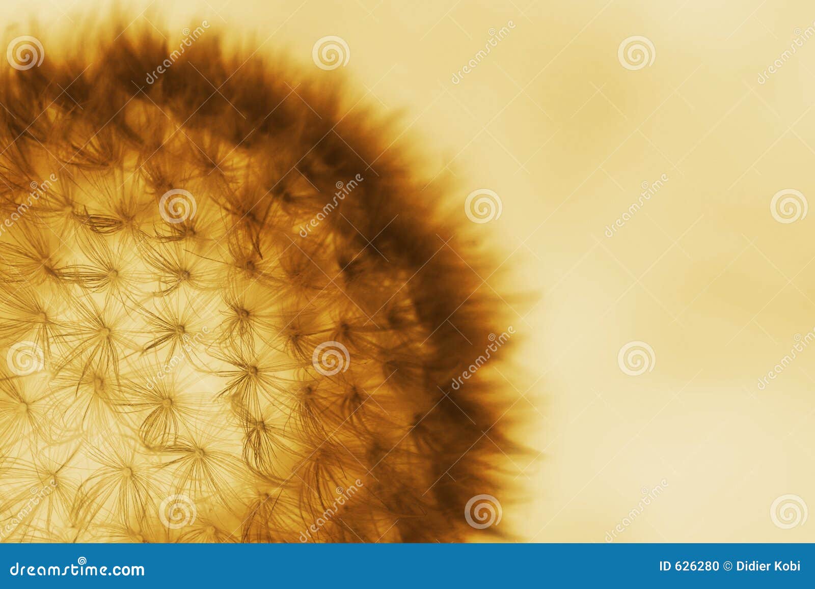 7,966 Virus Flower Photos - Free & Royalty-Free Stock Photos from ...