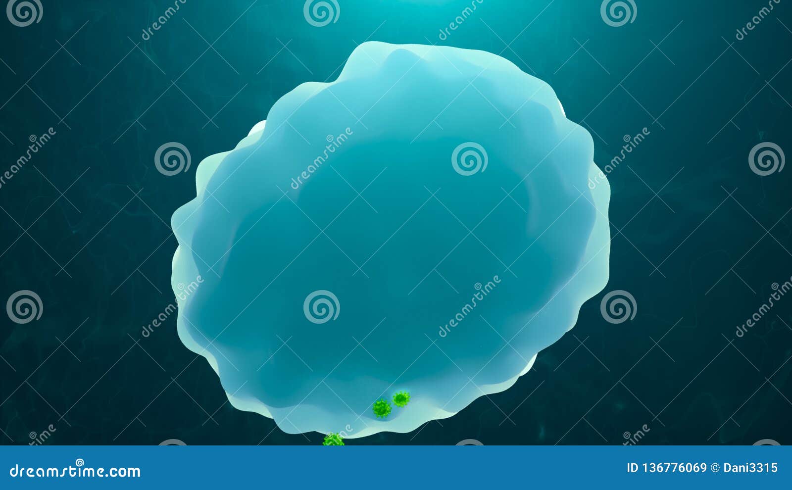 Lymphocyte . White Blood Cells With Transparency Membrane And Large ...