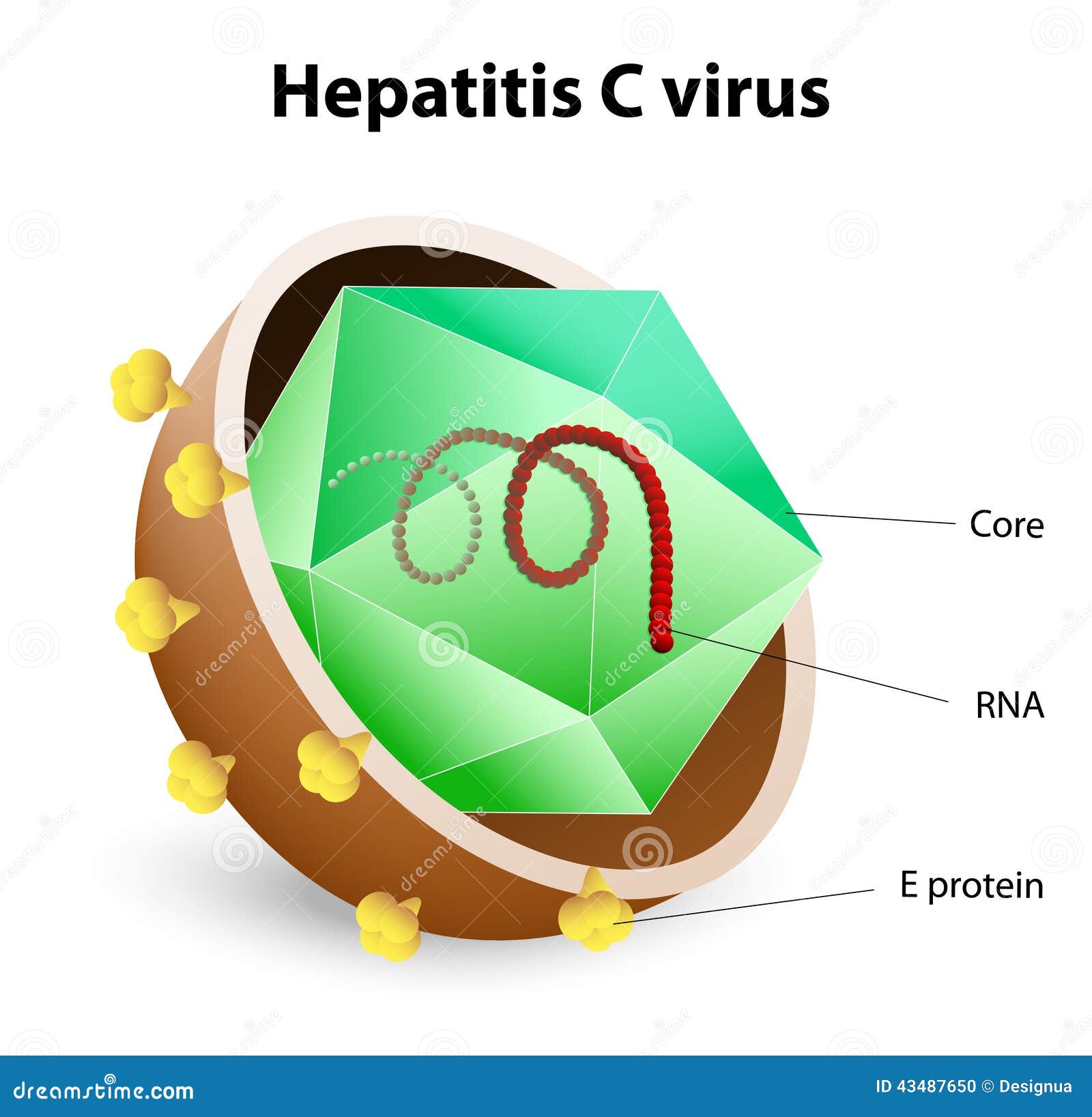 Virus De La Hepatitis C Ilustración del Vector - Imagen: 43487650