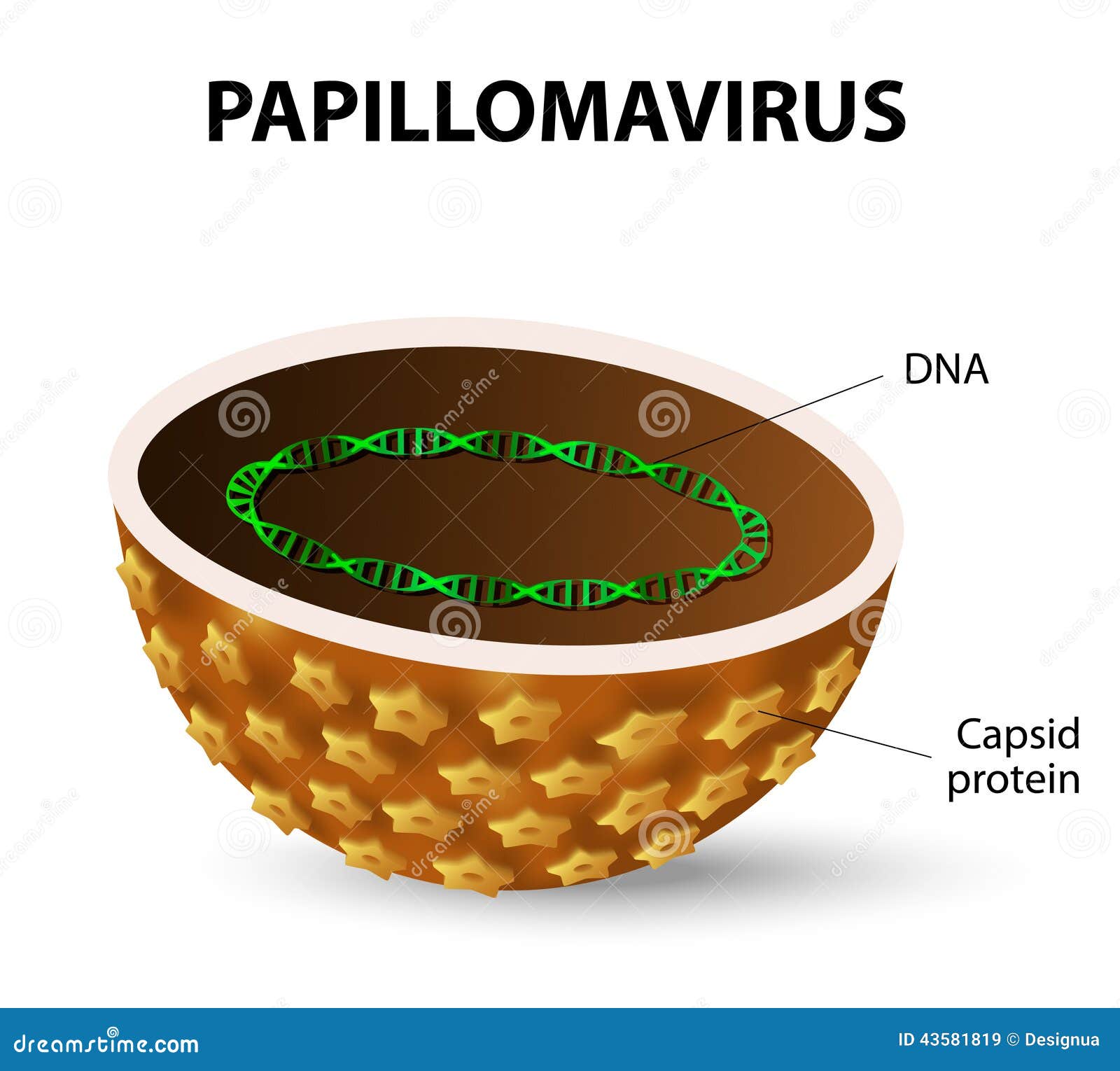 Virus De Papillome Humain HPV Illustration de Vecteur - Illustration du ...