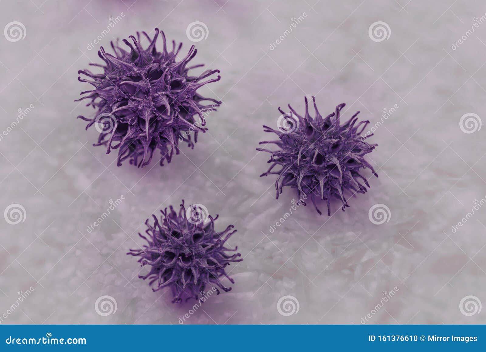 Virus or Germs Microorganism Cells Under Microscope. Fast ...