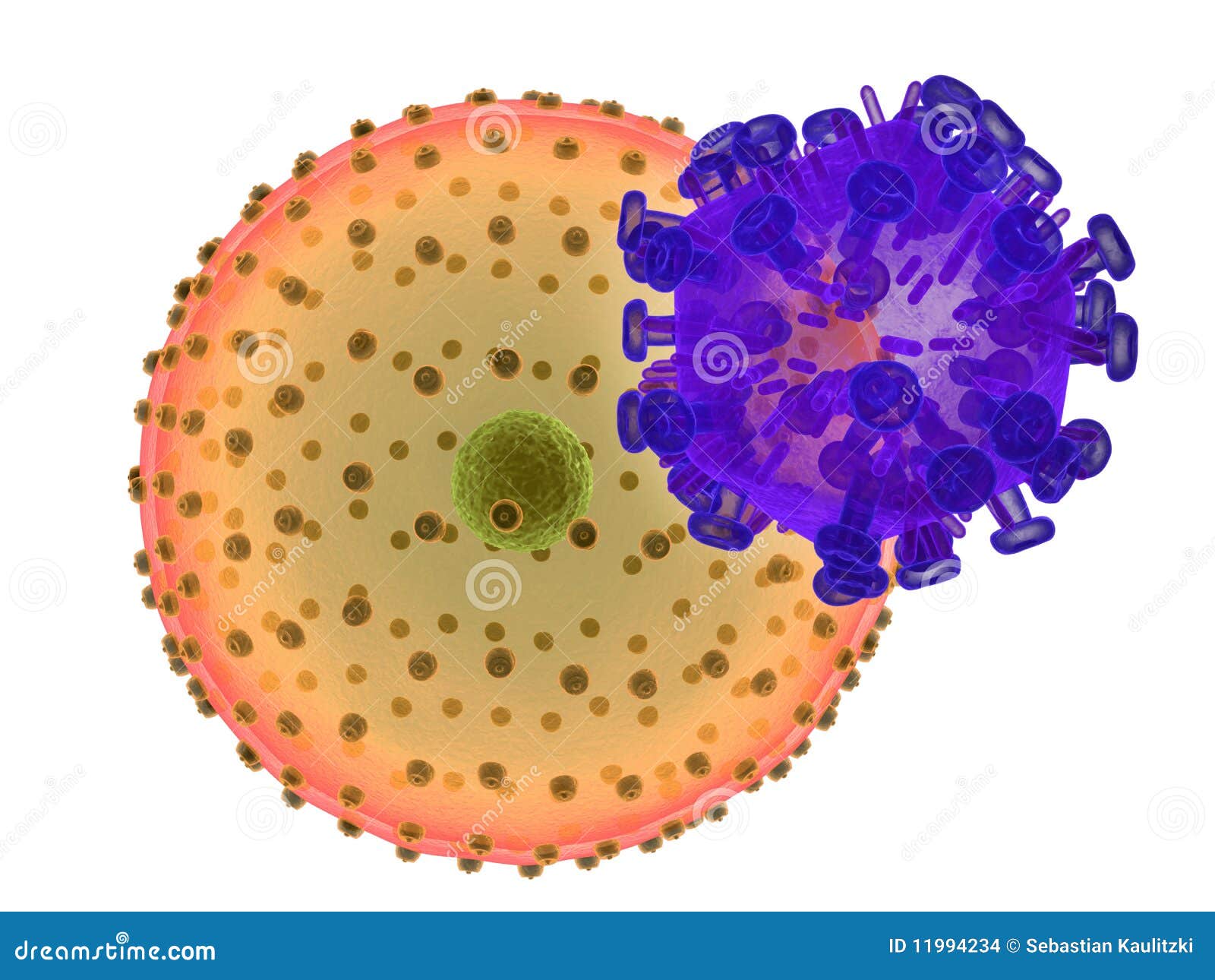 Virus Infecting Cell Stock Images - Image: 11994234