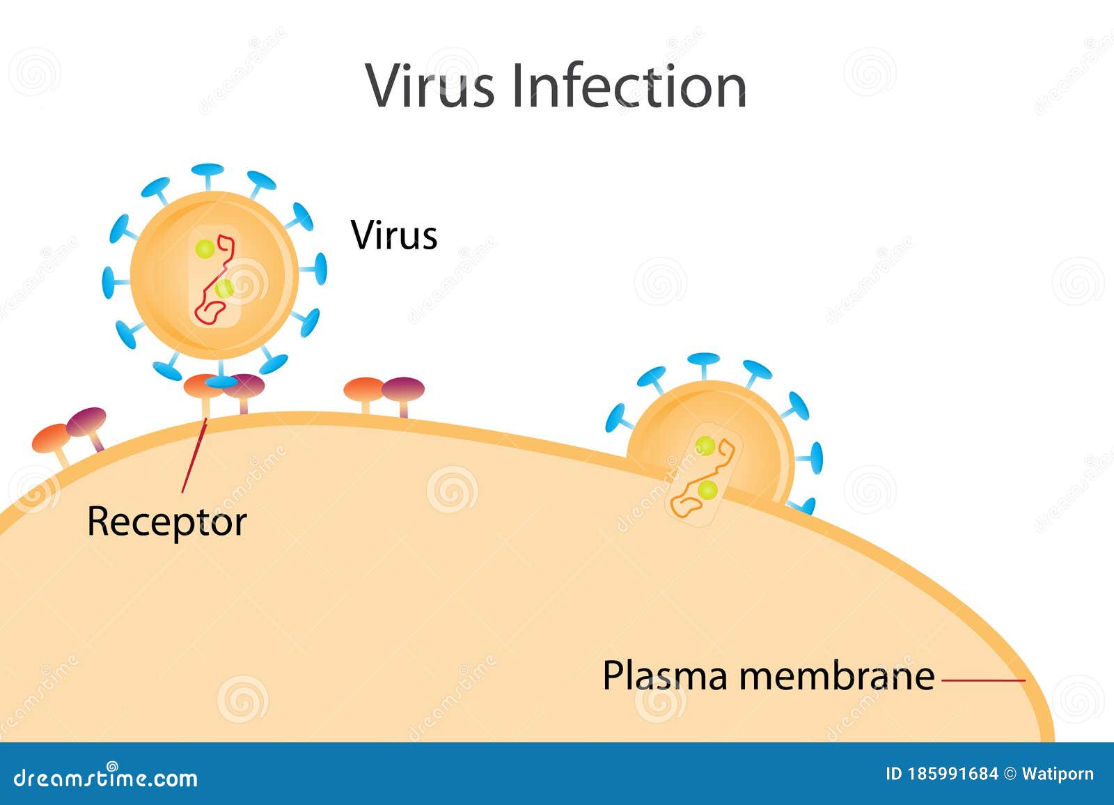 Virus infection stock illustration. Illustration of organism - 185991684 Virus infection stock illustration. Illustration of organism - 185991684