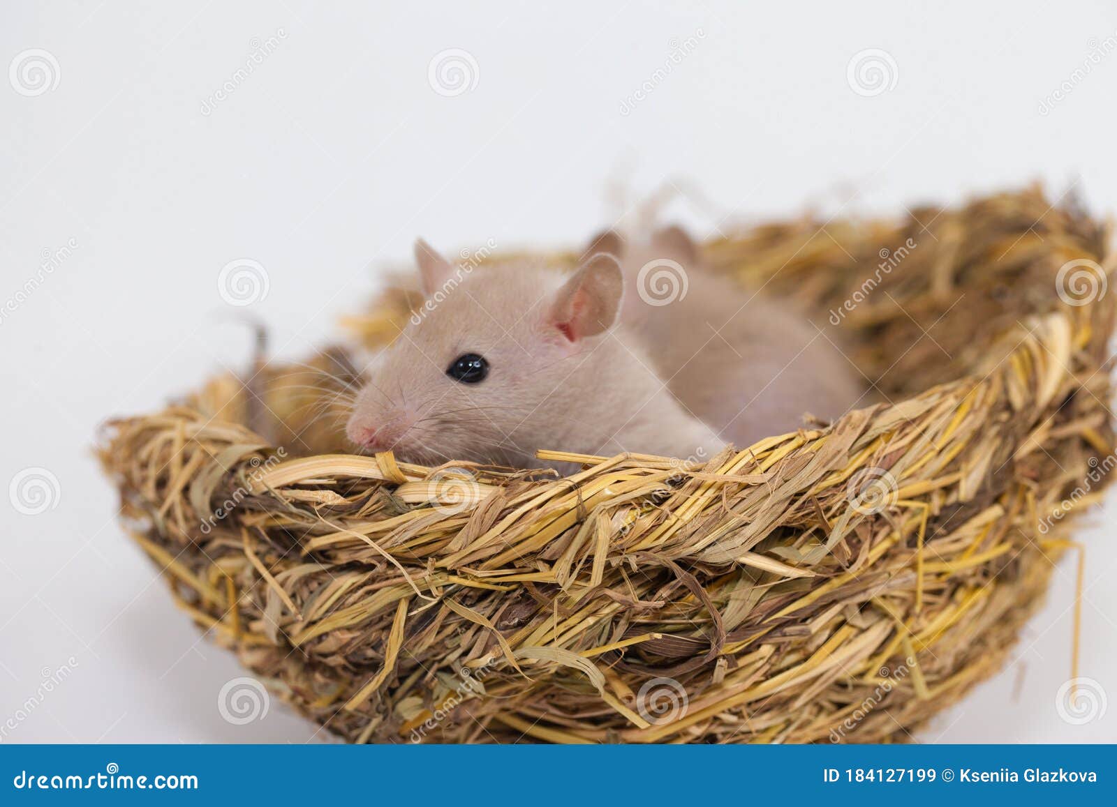 Virus Isolation Concept. Rat Rat Nest Stock Image - Image of pandemic ...