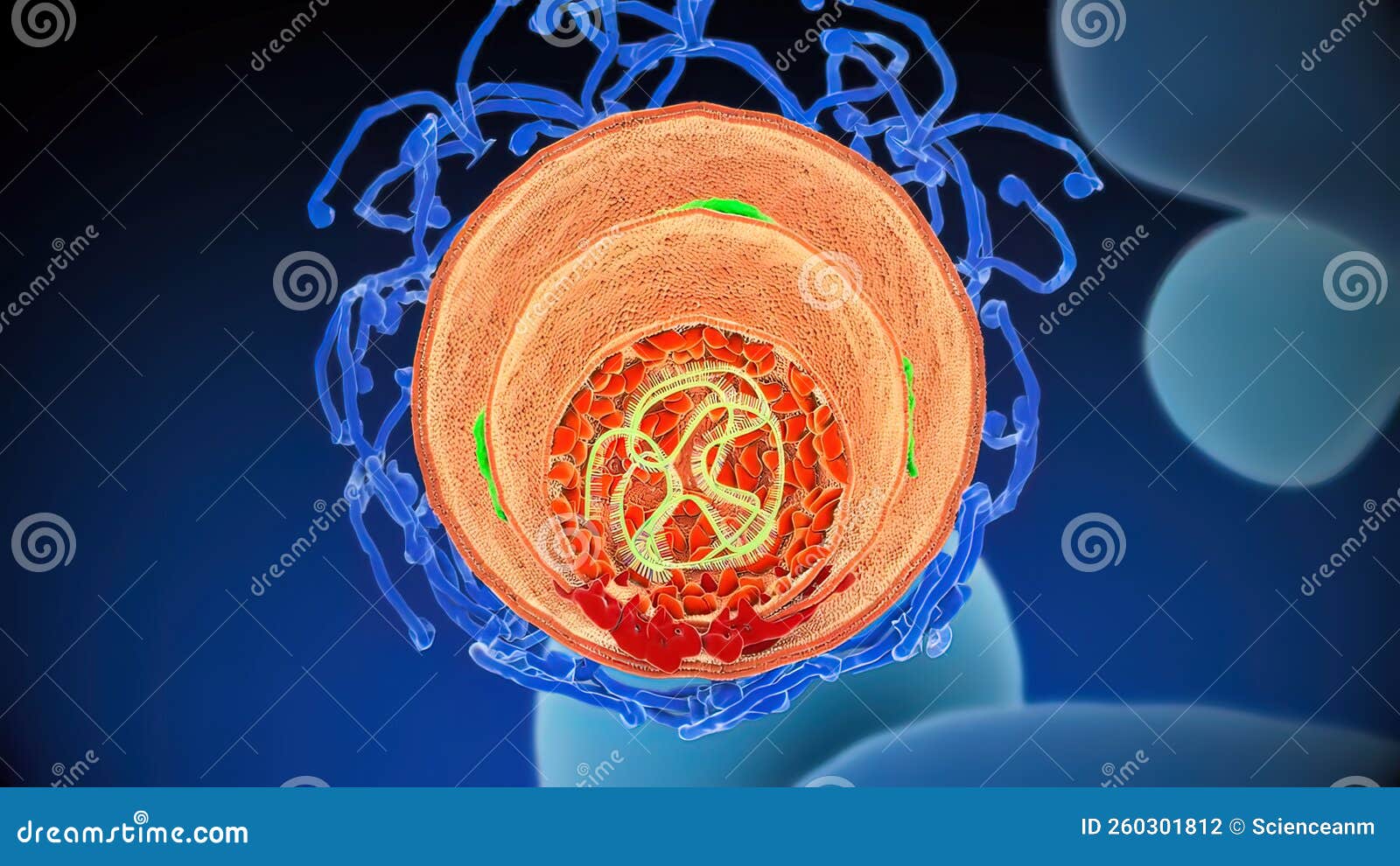 Virus Particles into the Cell Stock Illustration - Illustration of ...