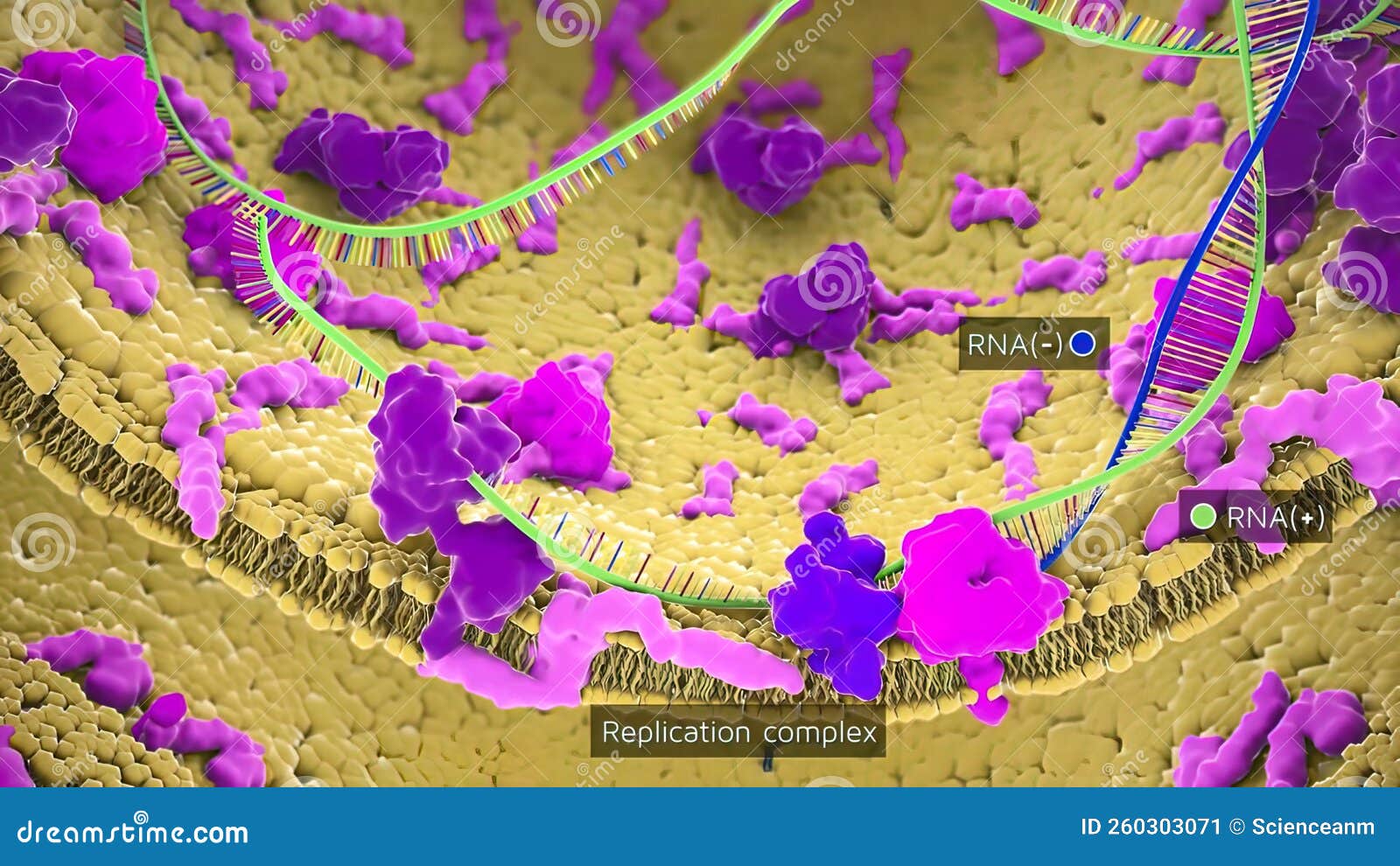 Virus Particles into the Cell Stock Illustration - Illustration of ...
