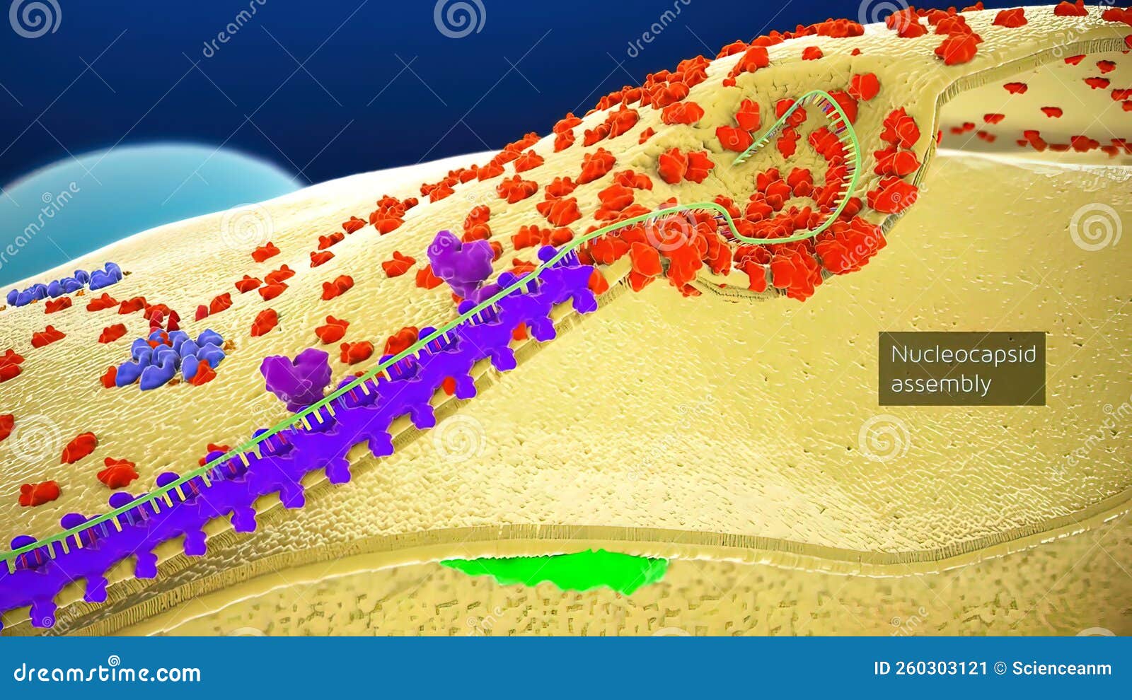Virus Particles into the Cell Stock Illustration - Illustration of ...