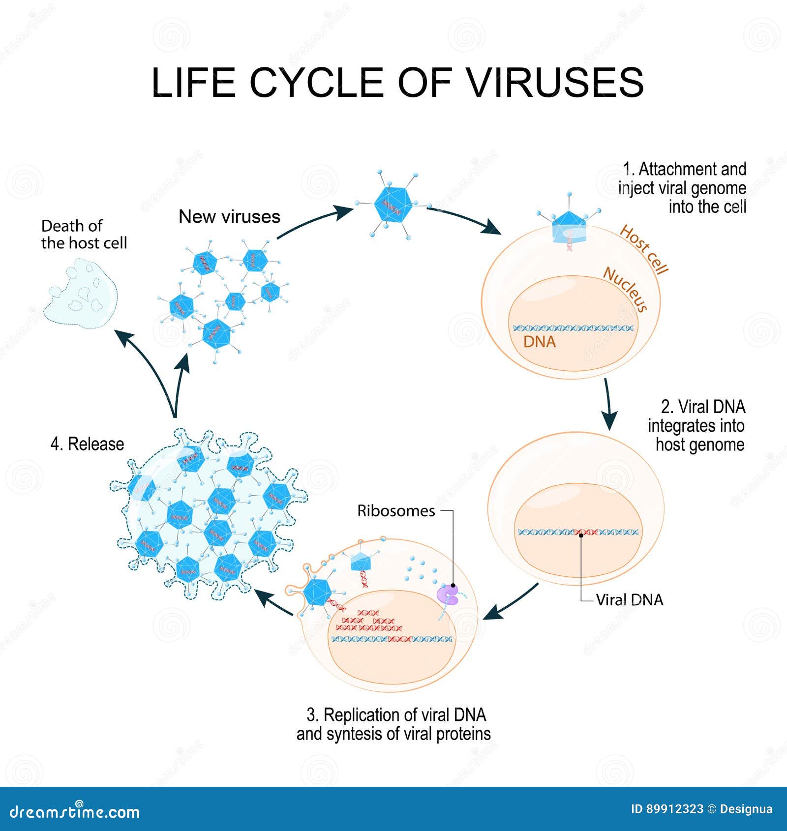 Virus Replication Cycle stock vector. Illustration of integration ... Virus Replication Cycle stock vector. Illustration of integration ...