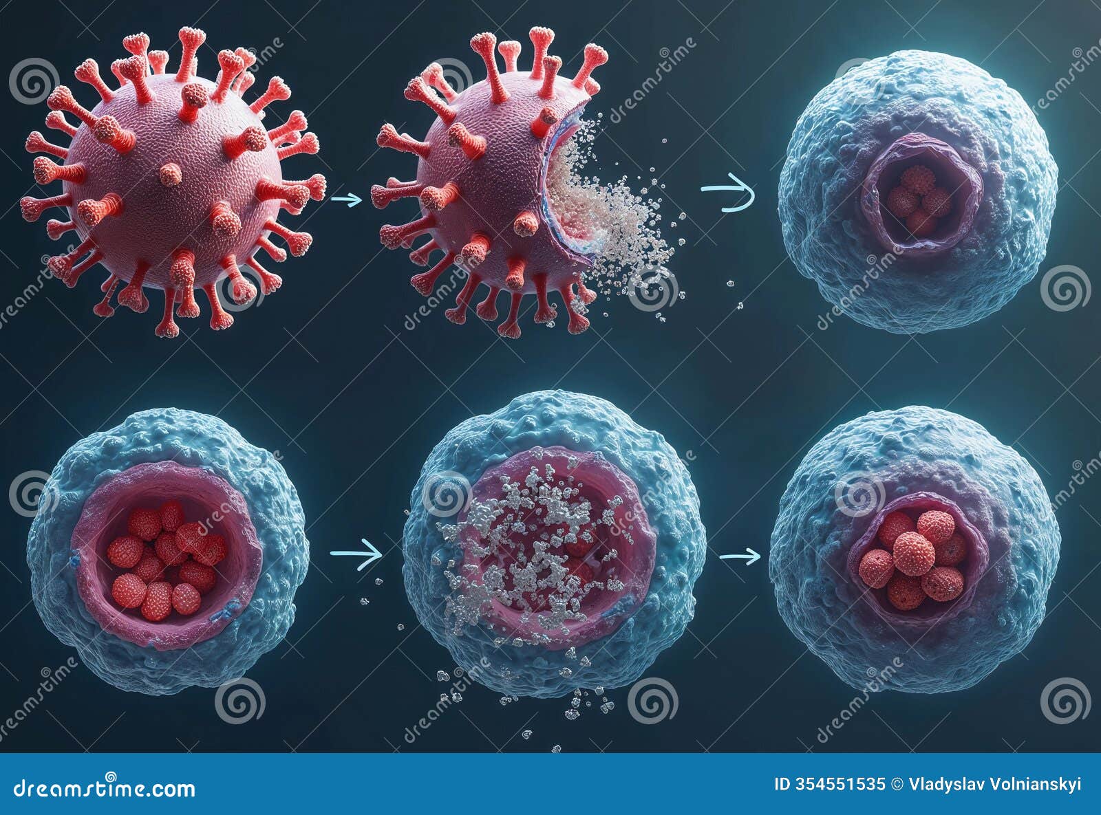 Virus Replication Process Illustrating Infection and Cellular Response ...