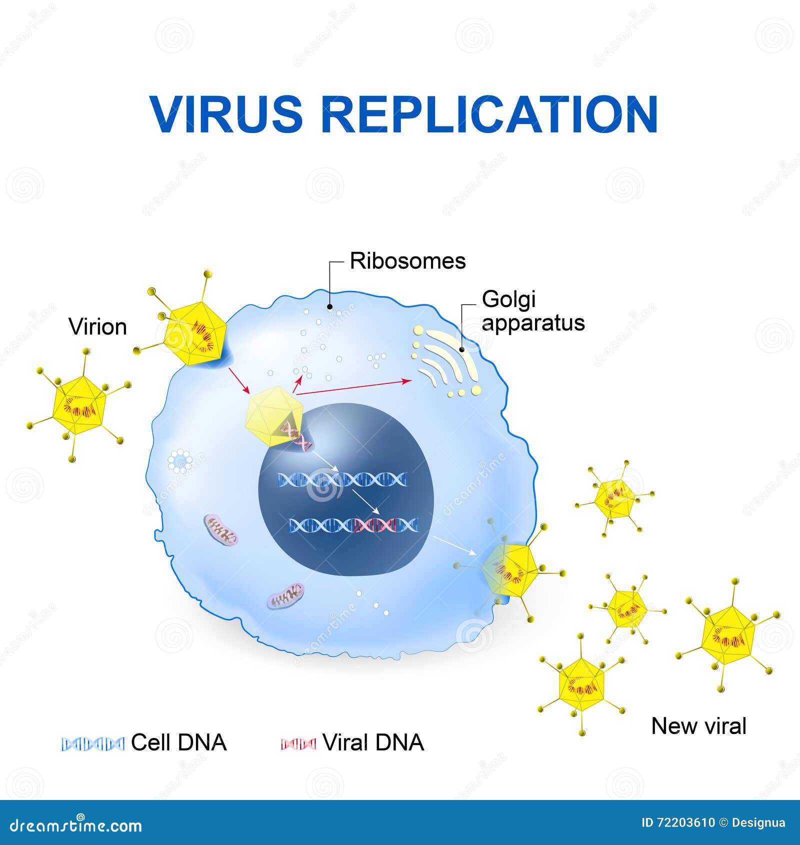 DNA Replication Cartoon Vector | CartoonDealer.com #41664959 DNA Replication Cartoon Vector | CartoonDealer.com #41664959
