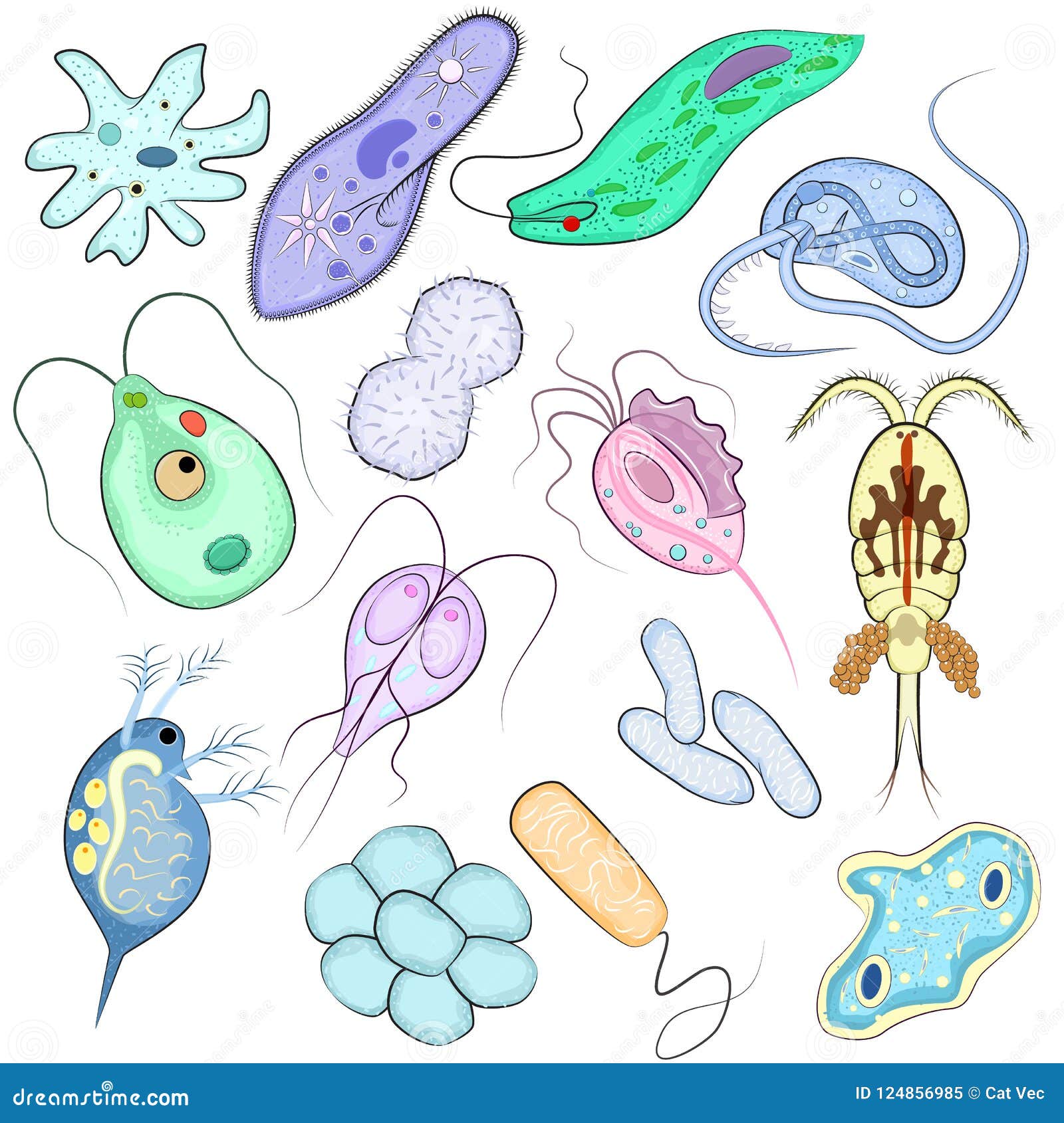 Vector Bacterial Cell Anatomy Isolated On White Background. Educational ... Vector Bacterial Cell Anatomy Isolated On White Background. Educational ...