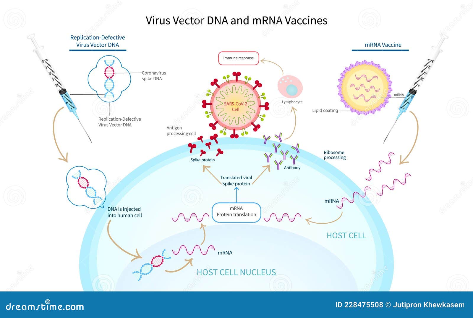 Virus Vector DNA And MRNA Vaccines | CartoonDealer.com #228475508