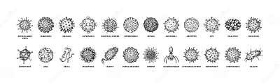 Viruses with Names Isolated on White Background. Different Types of ...