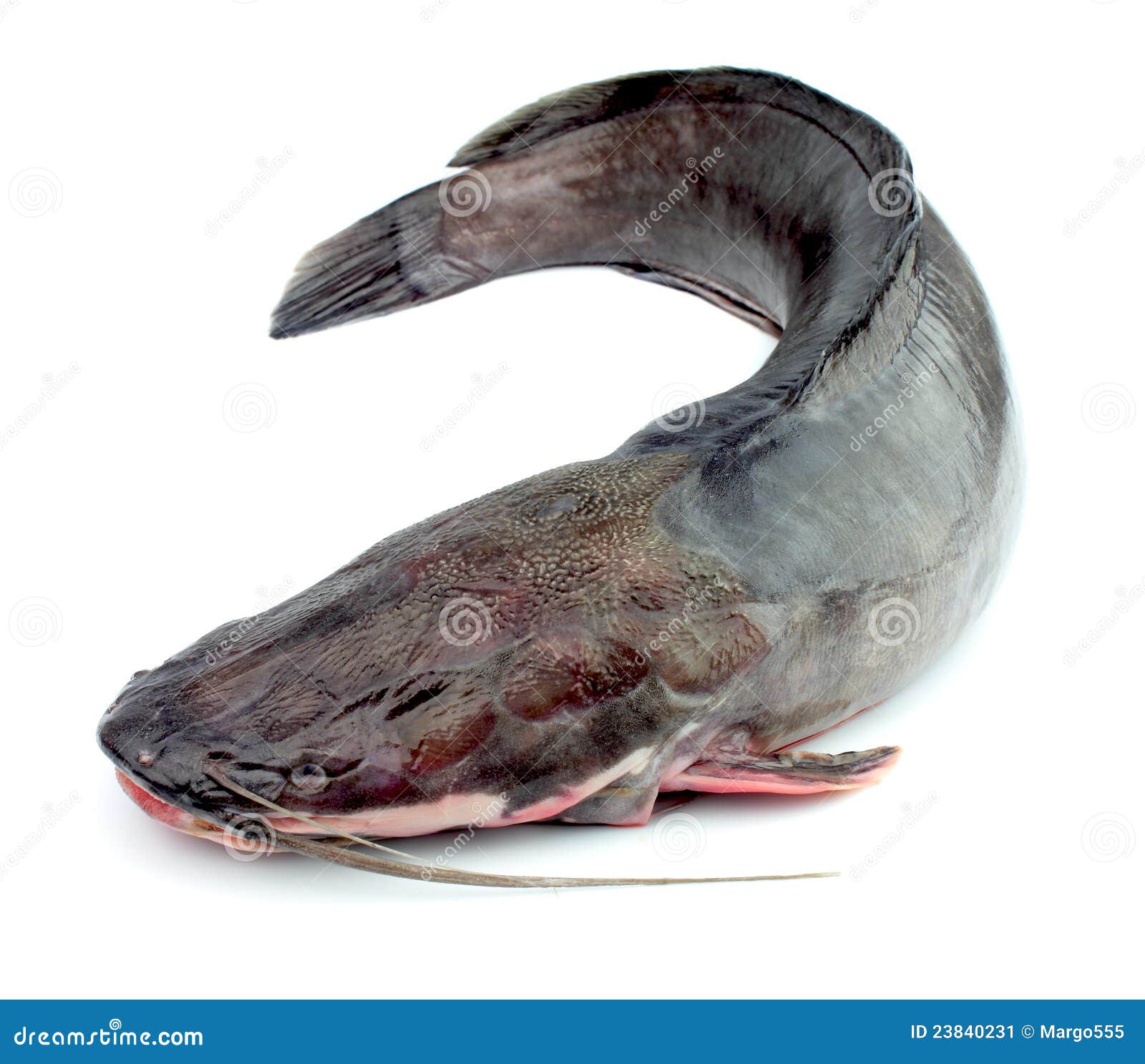 Vis een katvis stock afbeelding. Image of water, levend - 23840231