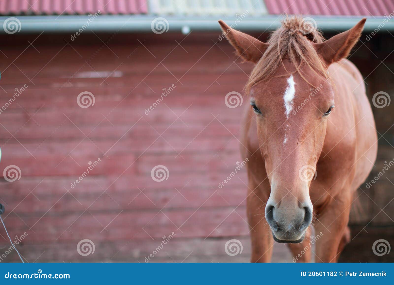 Visage d'un cheval photo stock. Image du regard, regarder - 20601182