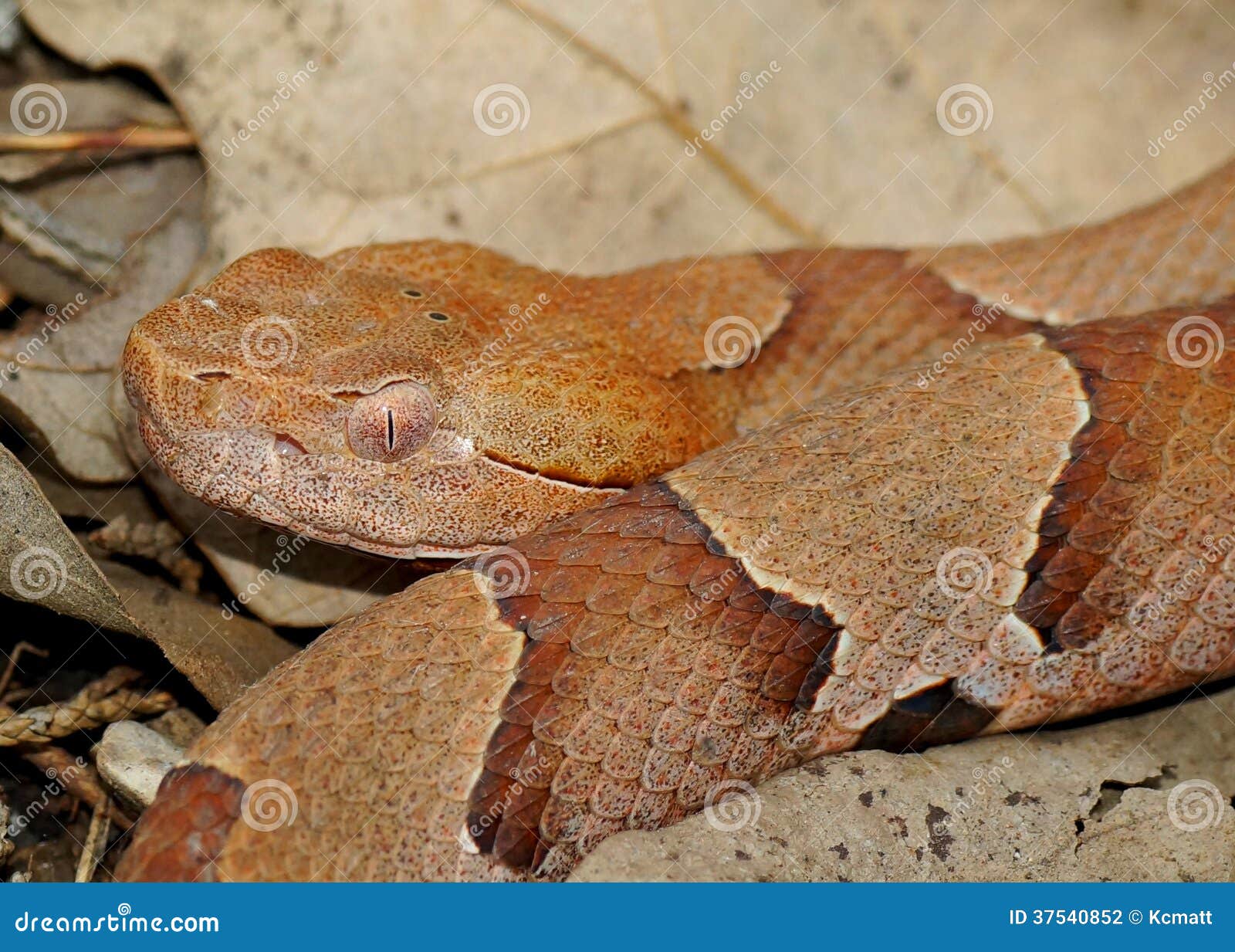 Visage D'un Serpent De Copperhead Photo stock - Image du rampement ...
