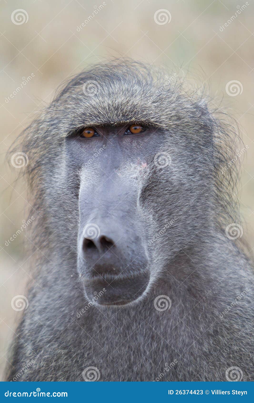 Visage de babouin image stock. Image du fourrure, faune - 26374423