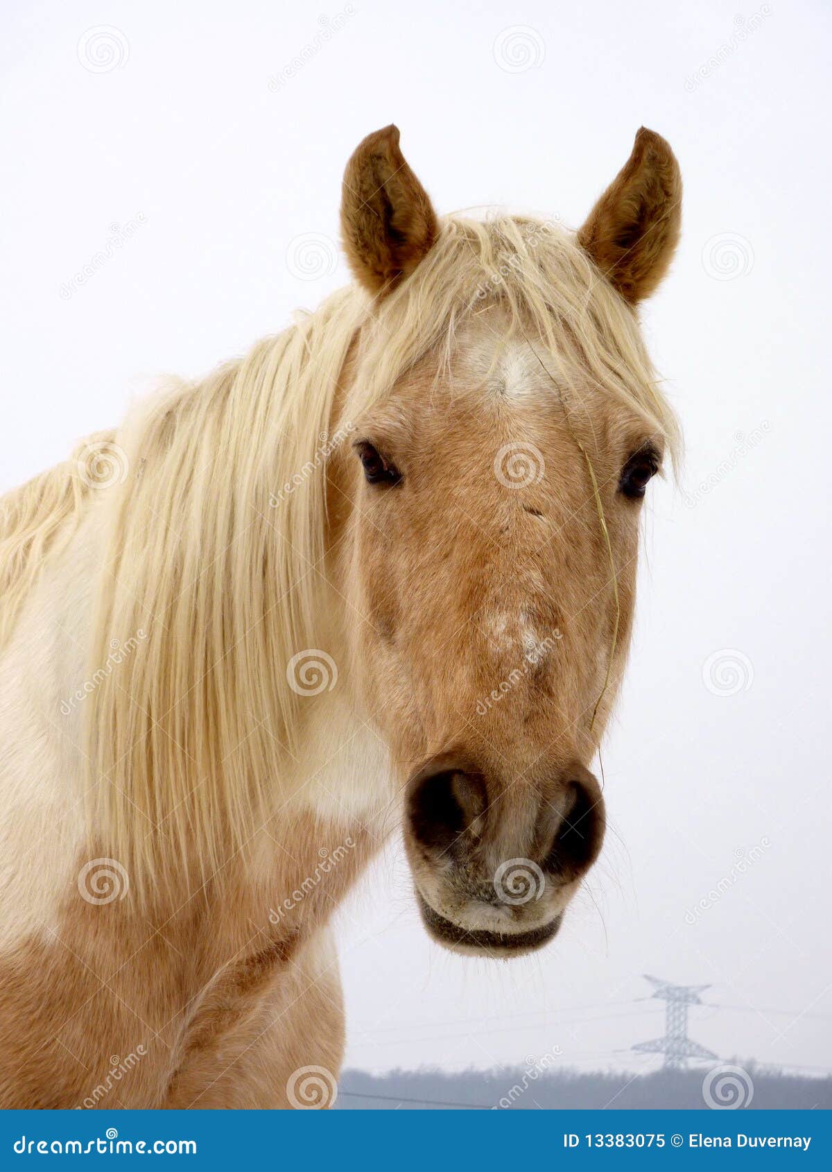 Visage de cheval image stock. Image du cheval, froid - 13383075