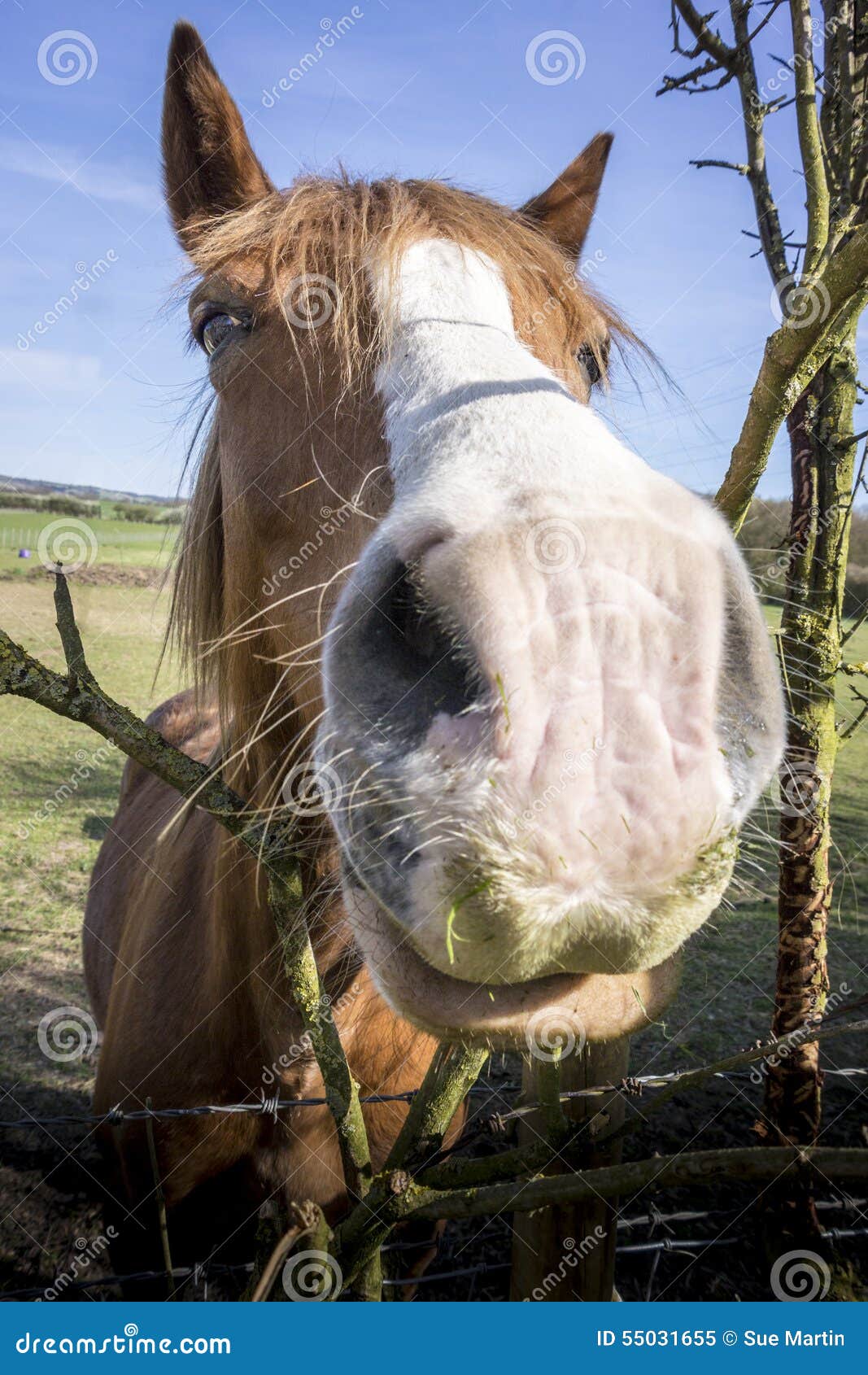 Visage de cheval image stock. Image du bétail, bouche - 55031655