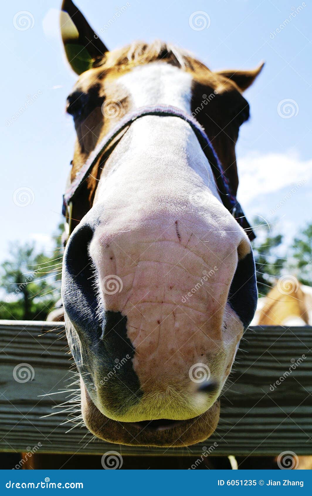 Visage de cheval image stock. Image du regarder, domestique - 6051235