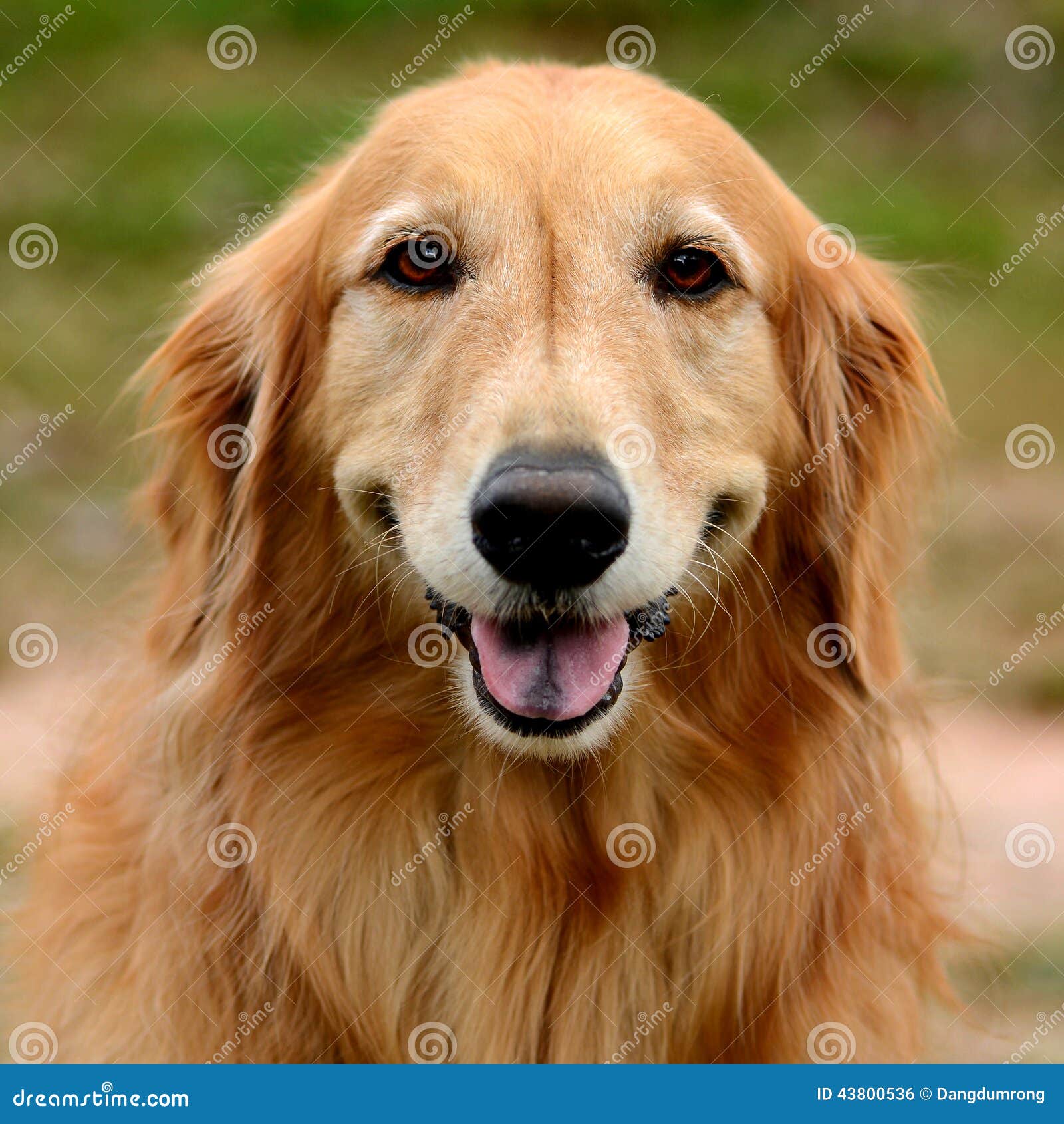 Visage De Chien De Golden Retriever Photo stock - Image du tête ...