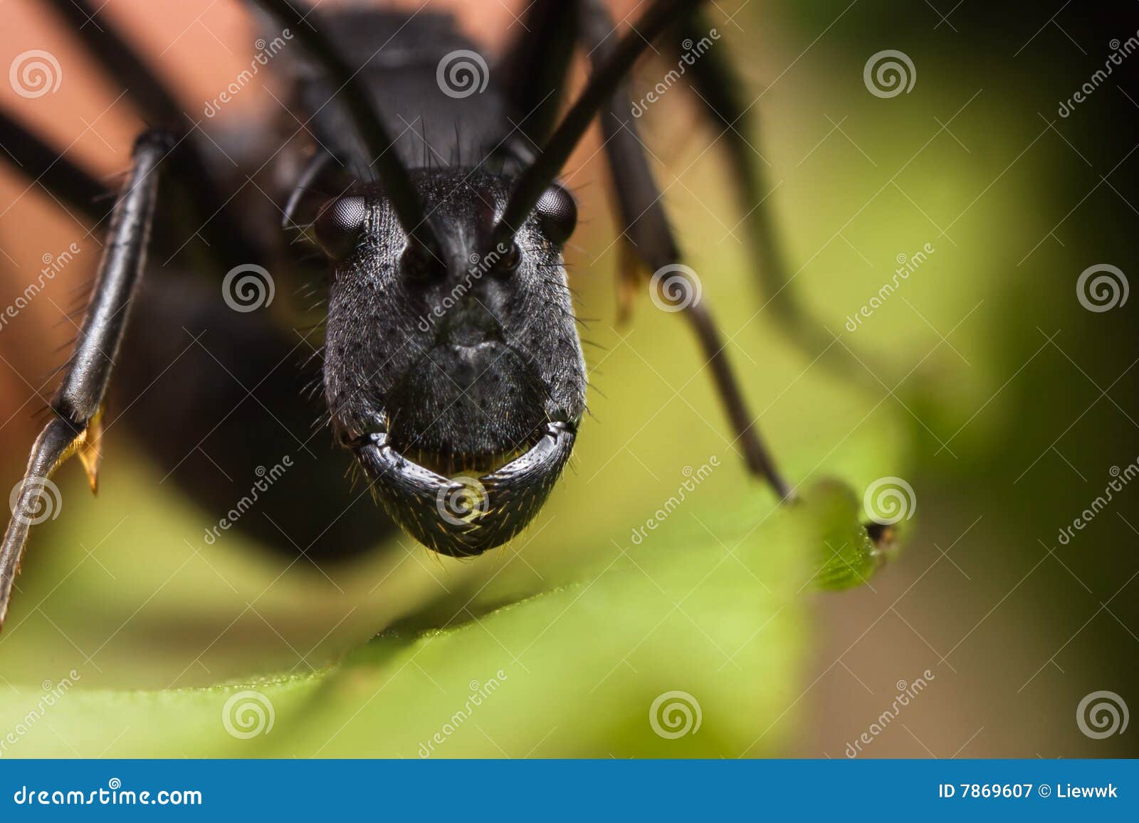 Visage de fourmi image stock. Image du lame, jardin, extérieur - 7869607