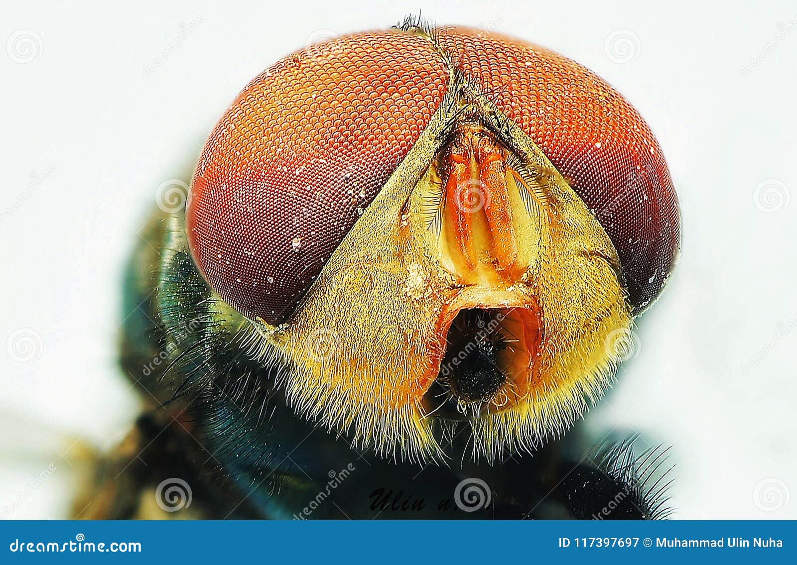 Visage des mouches image stock. Image du rouge, mouches - 117397697