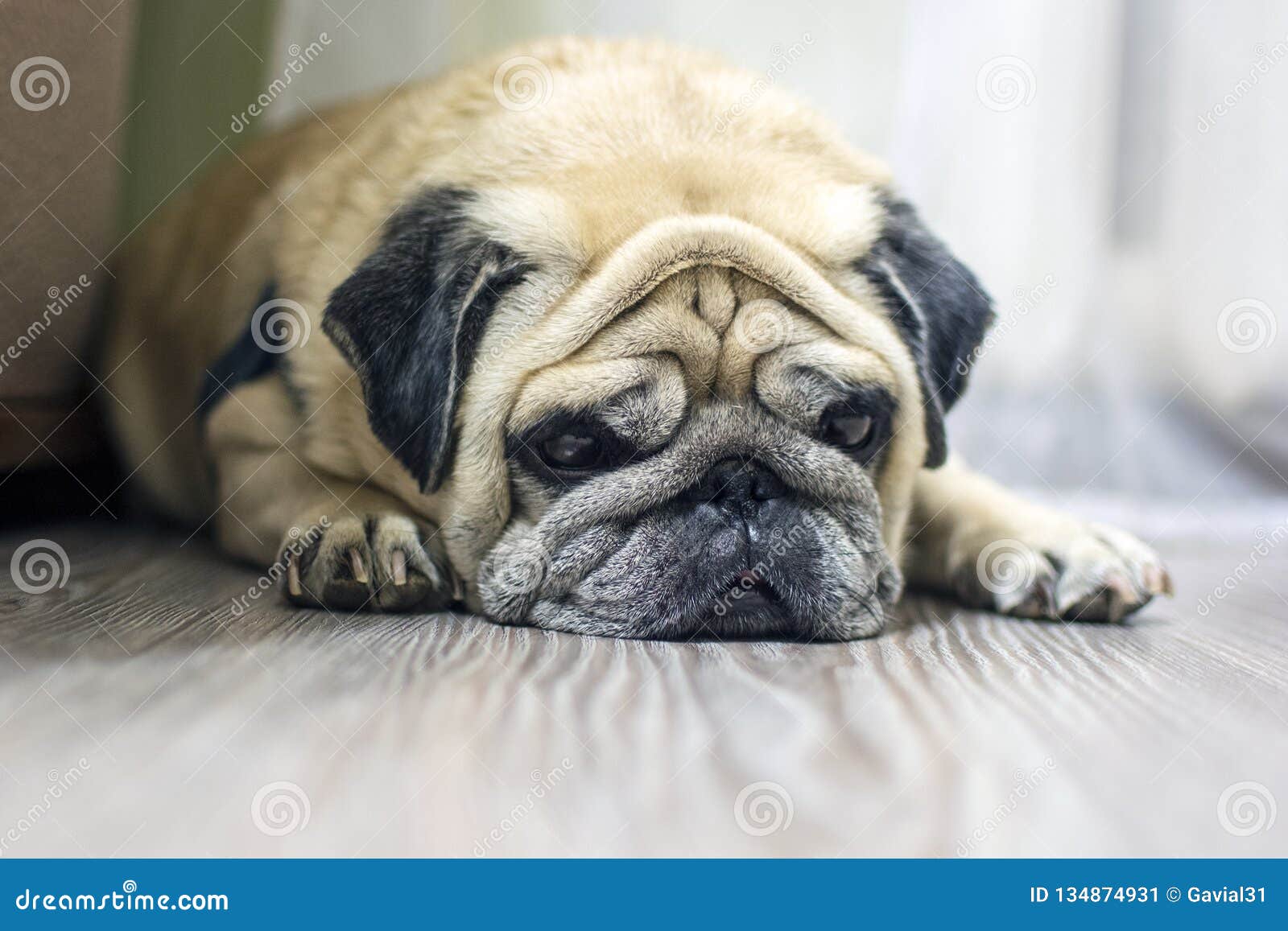 Visage En Gros Plan D'un Roquet Mignon De Chien Image stock - Image du ...