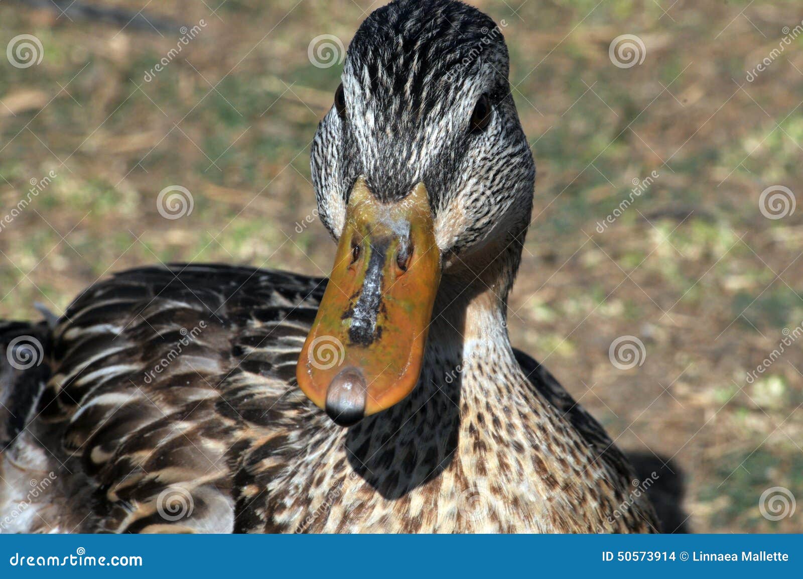 Visage En Gros Plan De Canard Photo stock - Image du raies, femelle ...