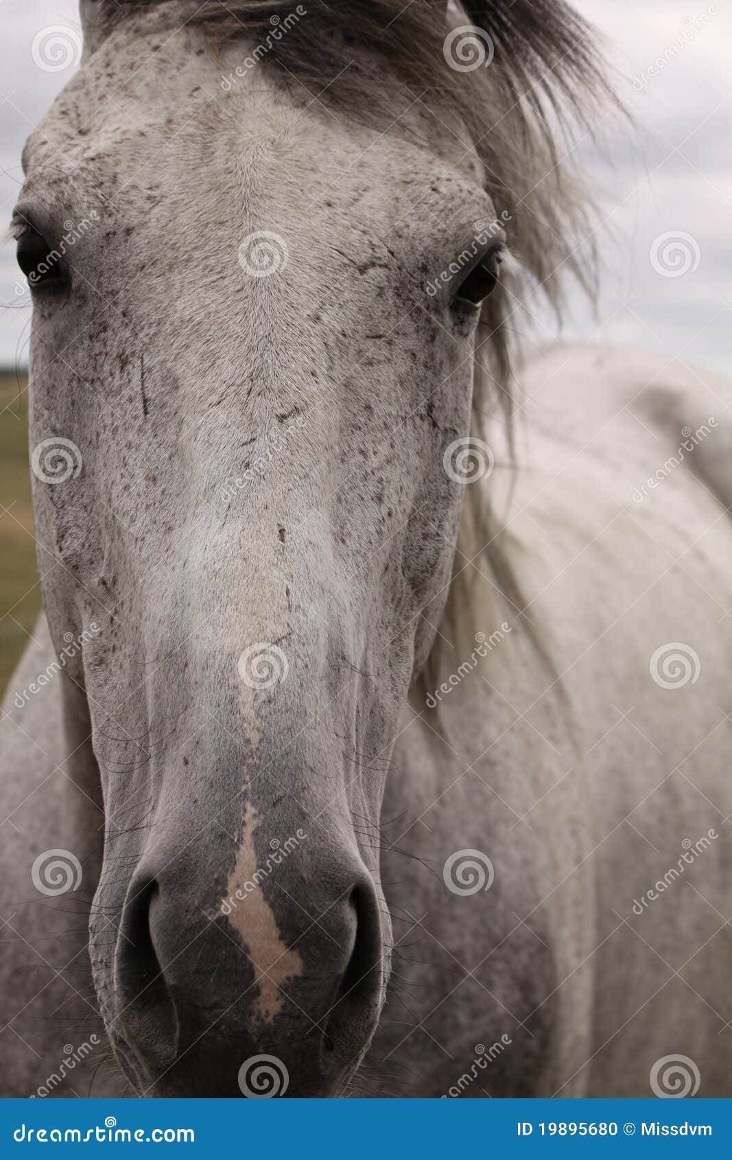 Visage gris de cheval photo stock. Image du visage, cheveu - 19895680