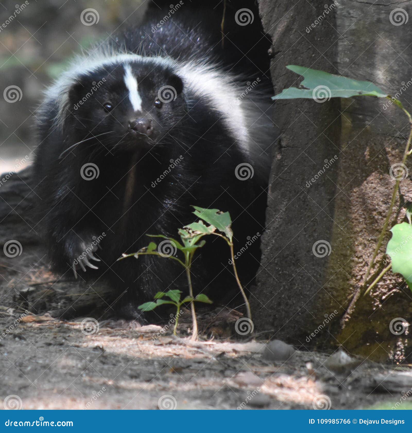Visage Noir Et Blanc Adorable D'une Mouffette Photo stock - Image du ...