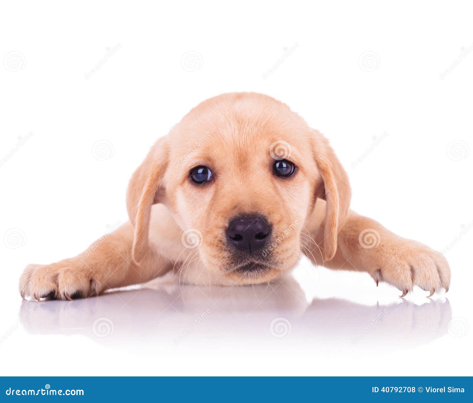 Visage Triste D'un Petit Chiot Mignon De Labrador Retriever Photo stock ...