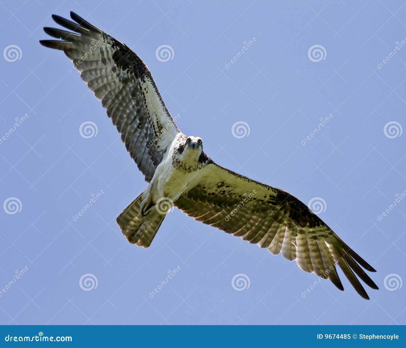 Visarend stock afbeelding. Image of vogel, prooi, bevlieging - 9674485