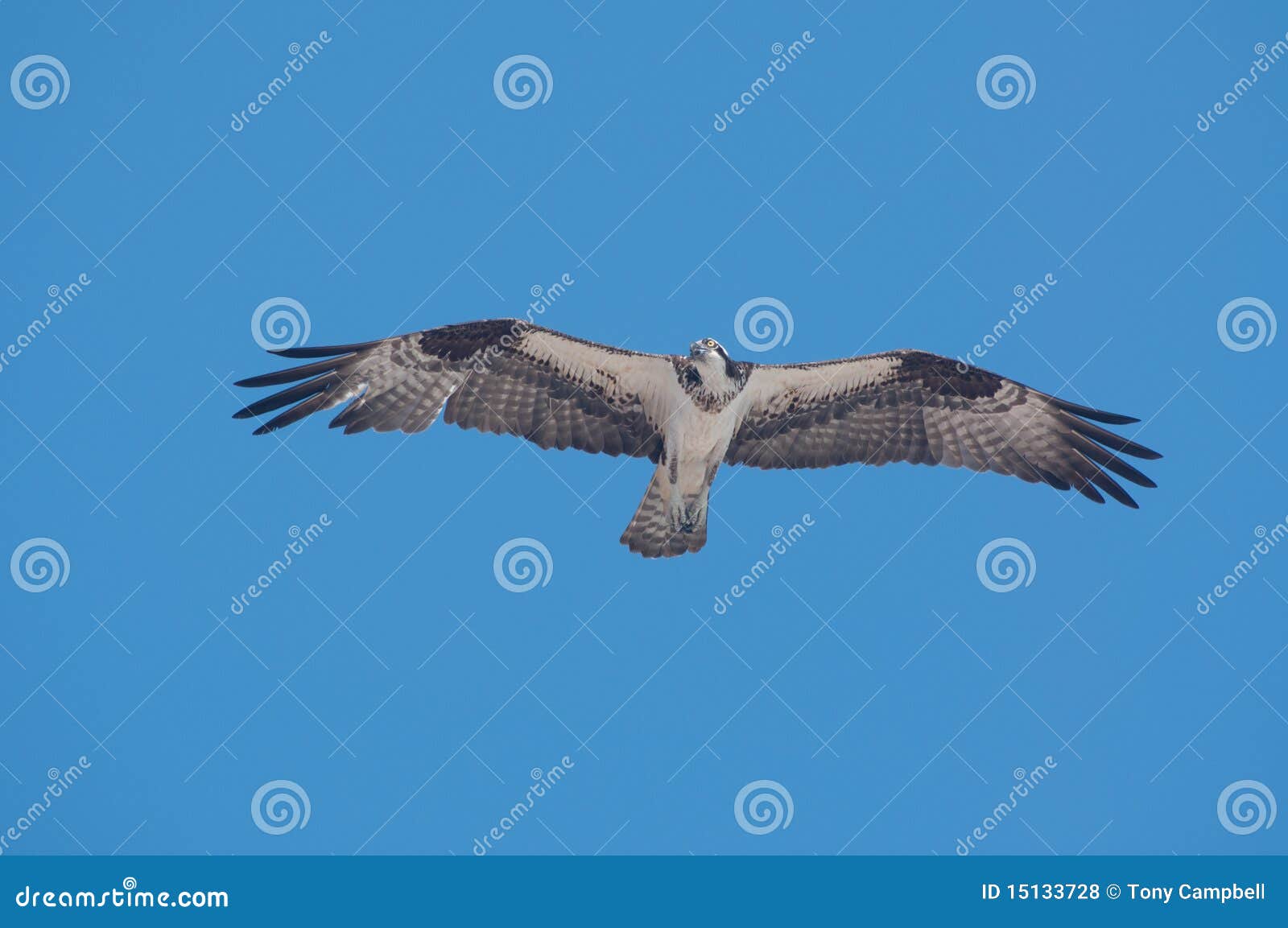 Visarend tijdens de vlucht stock foto. Image of blauw - 15133728