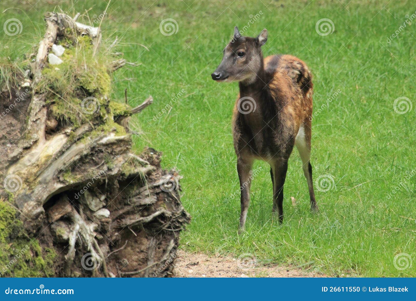 Visayan spotted deer stock photo. Image of philippines - 26611550