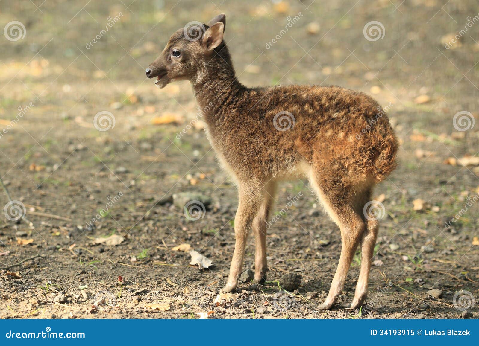 Visayan spotted deer stock image. Image of animal, mammal - 34193915