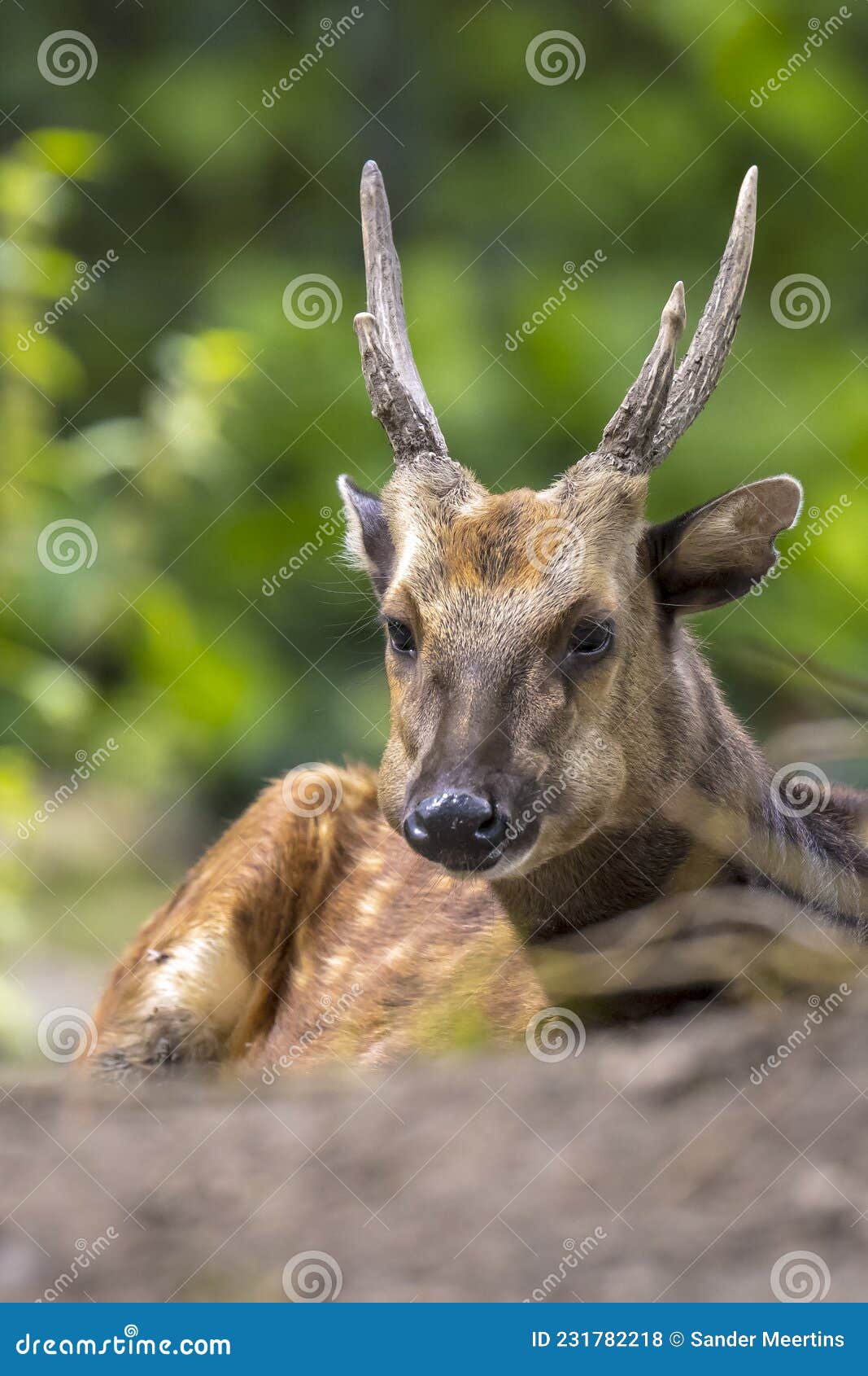 Visayan Spotted Deer, Rusa Alfredi Stock Photo - Image of north, mammal ...
