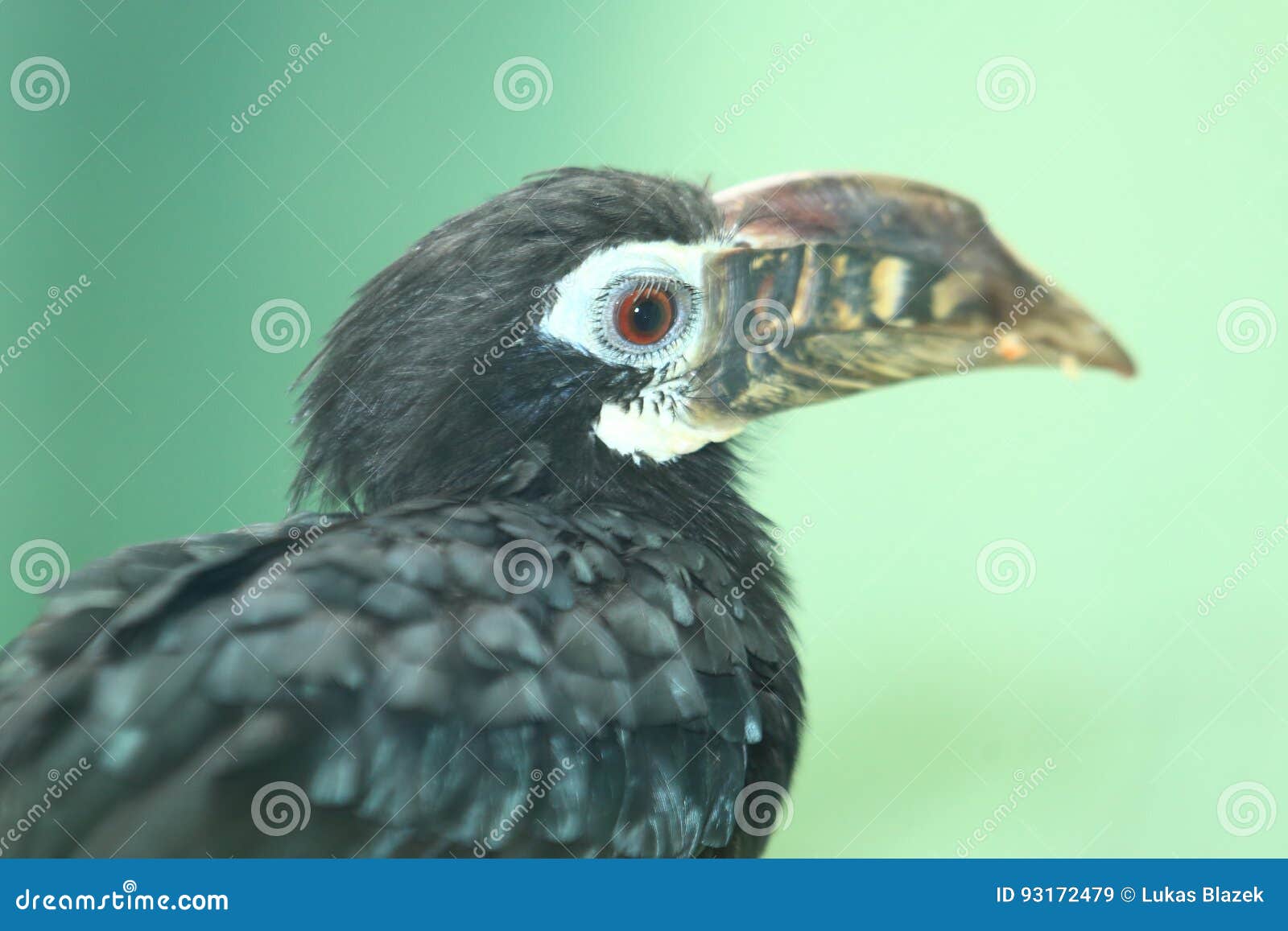 Visayan tarictic hornbill stock image. Image of bird - 93172479