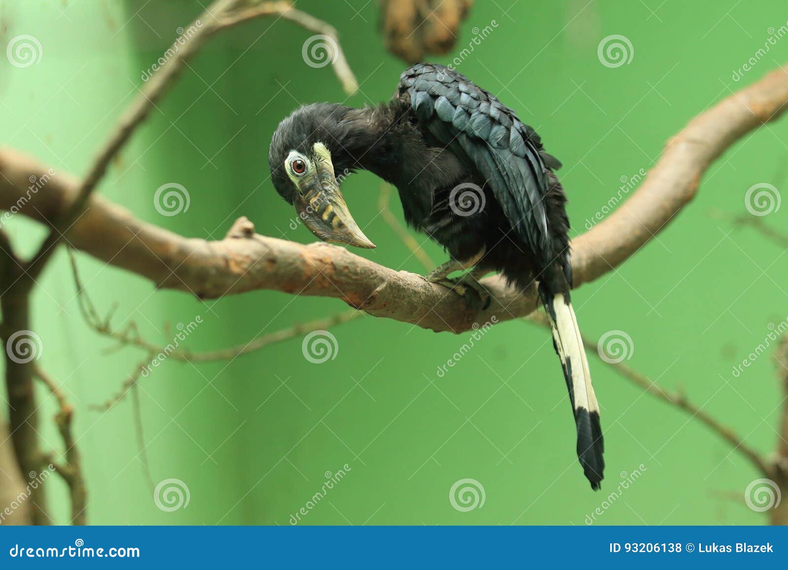 Visayan tarictic hornbill stock photo. Image of animal - 93206138