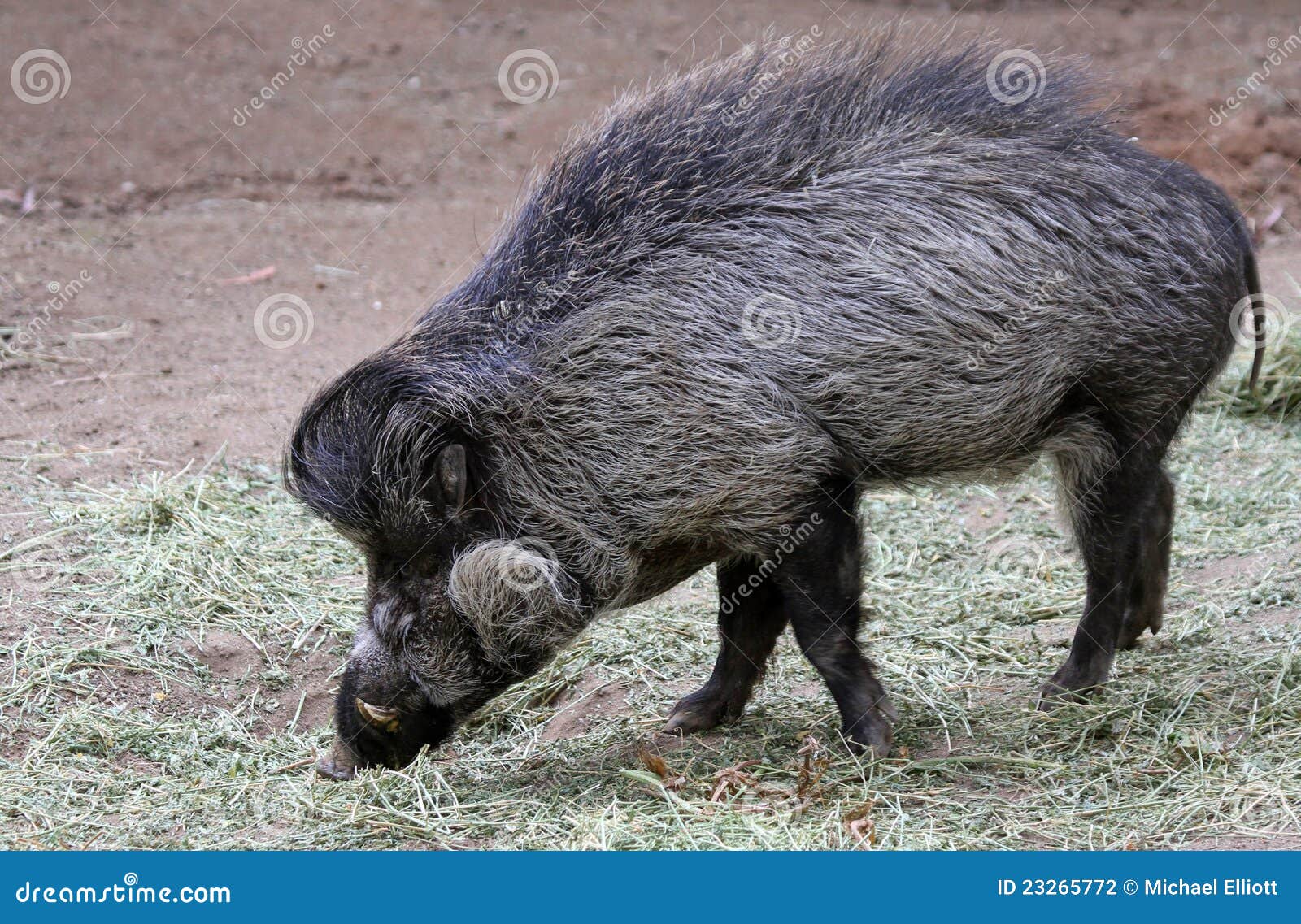 Visayan Warty Pig stock photo. Image of dirt, coarse - 23265772