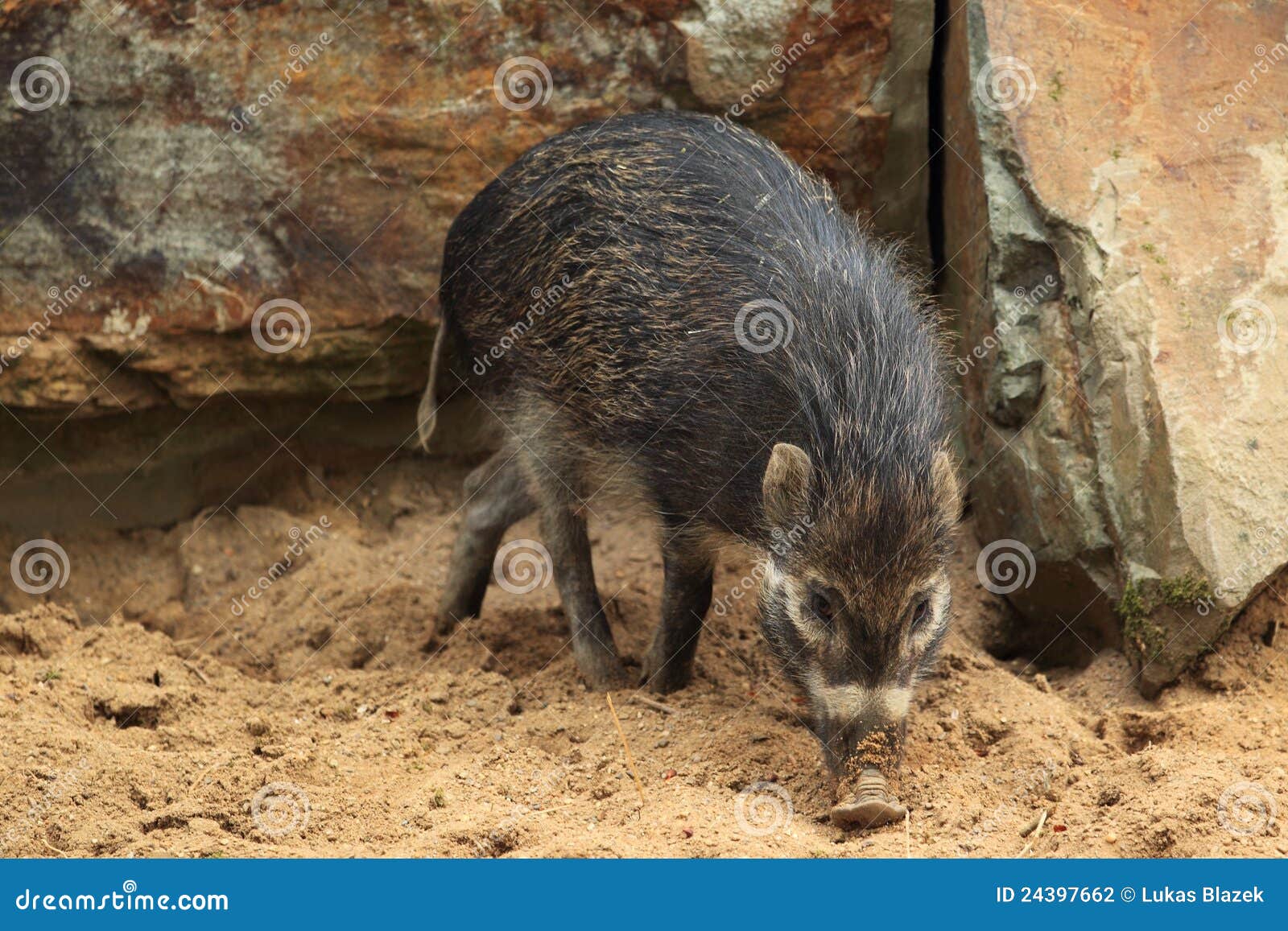 Visayan warty pig stock photo. Image of animal, standing - 24397662