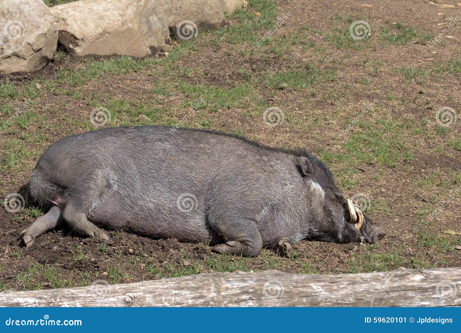 Visayan Warty Pig Boar Sleeping Stock Image - Image of sleeping ...