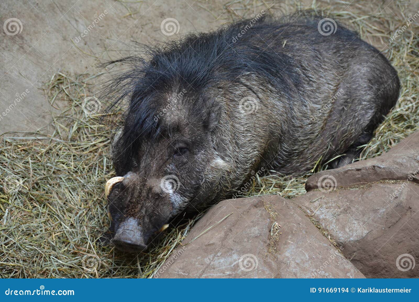 Visayan Warty Pig stock photo. Image of habitat, face - 91669194